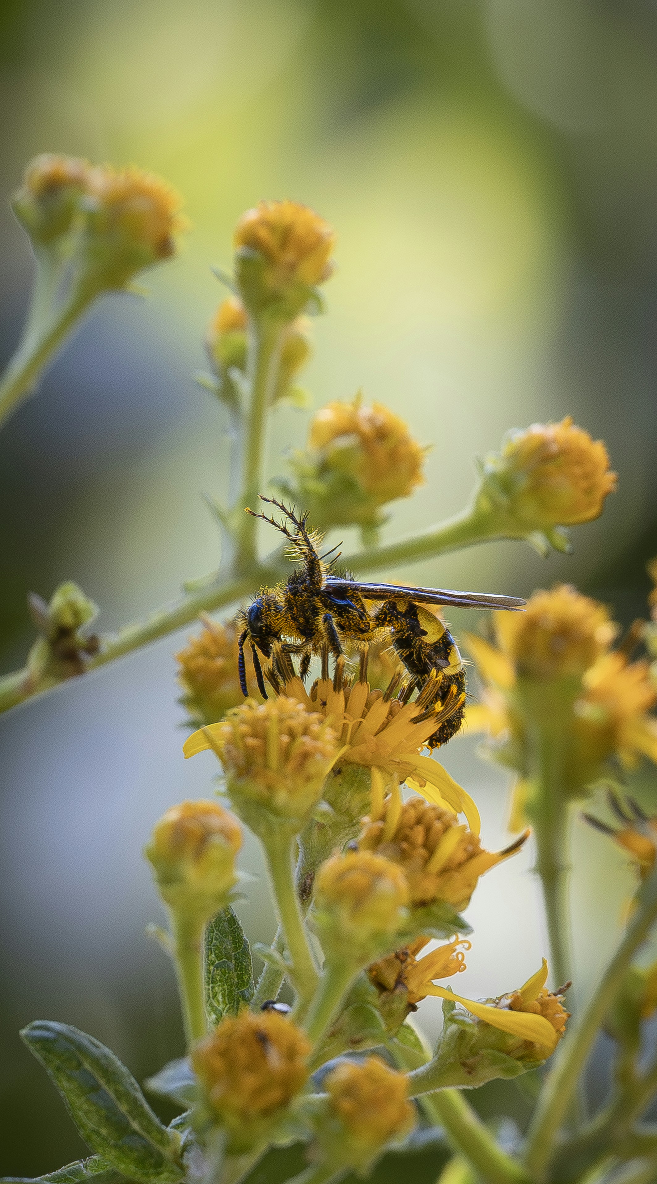A bee collecting pollen from a yellow flower. photo – Free Flower Image ...