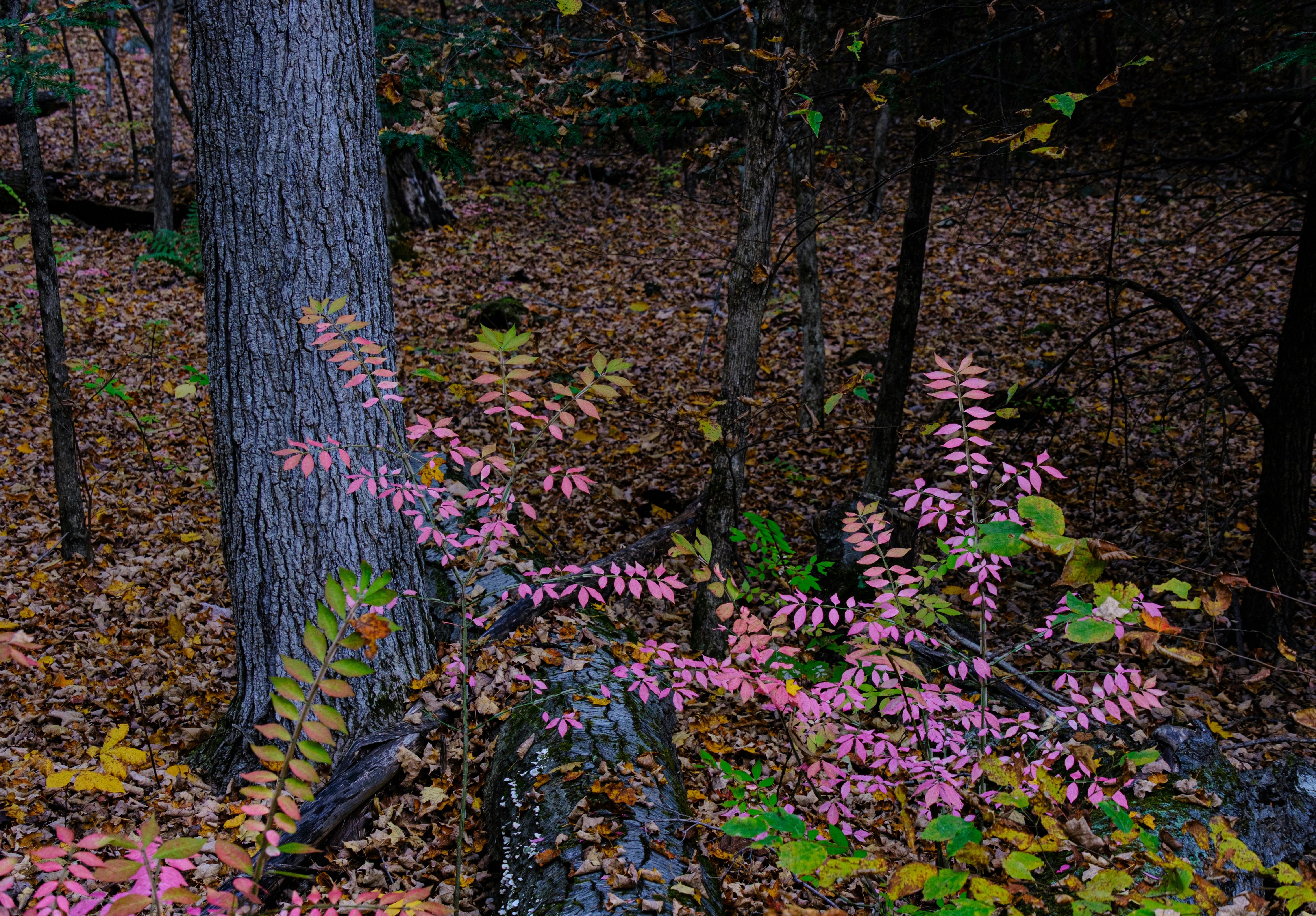 Delicate pink leaves contrast against a backdrop of fallen foliage and a sturdy tree trunk in a tranquil forest setting.
