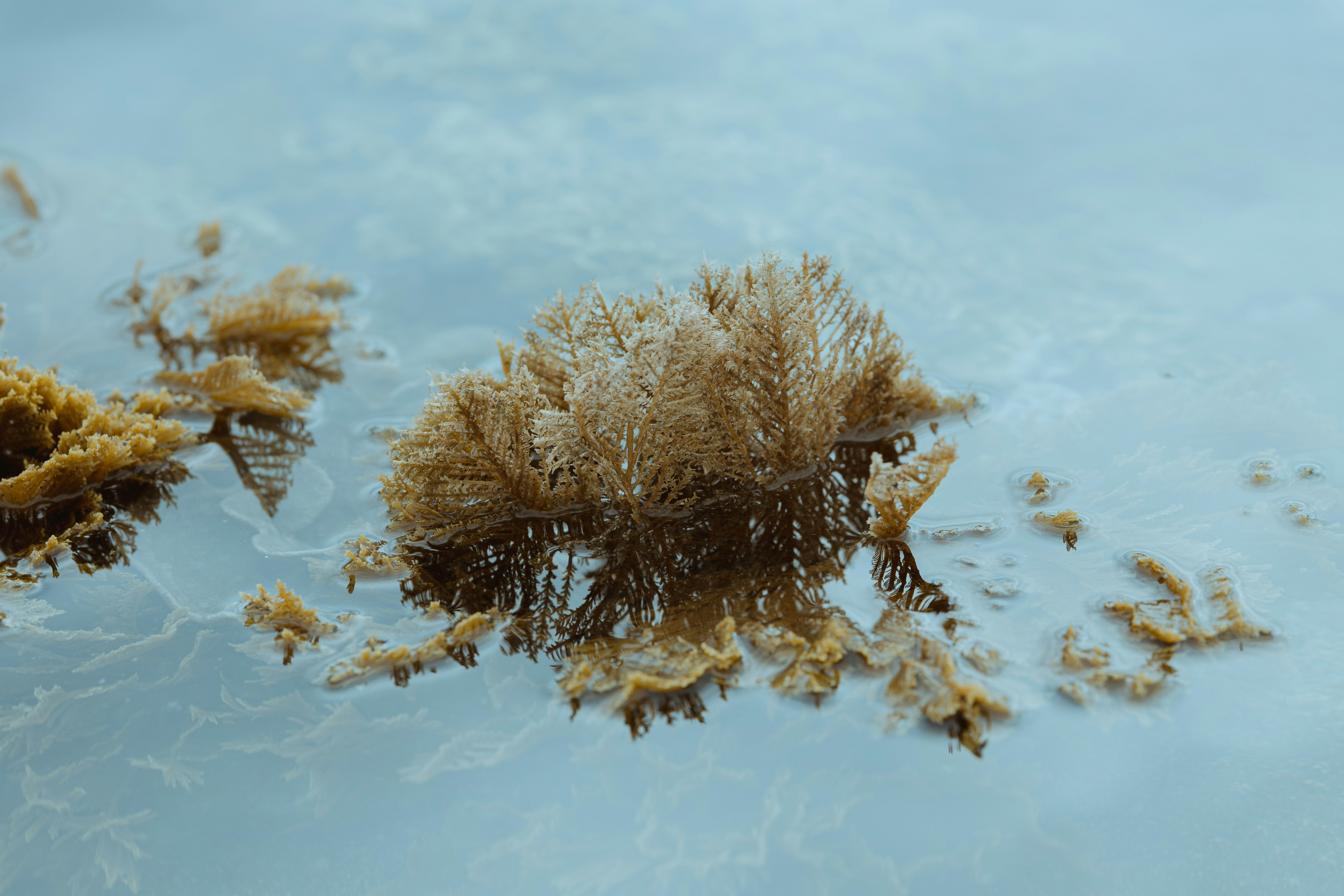 Amber Sea Ferns Resting on a Cyan Ice Surface