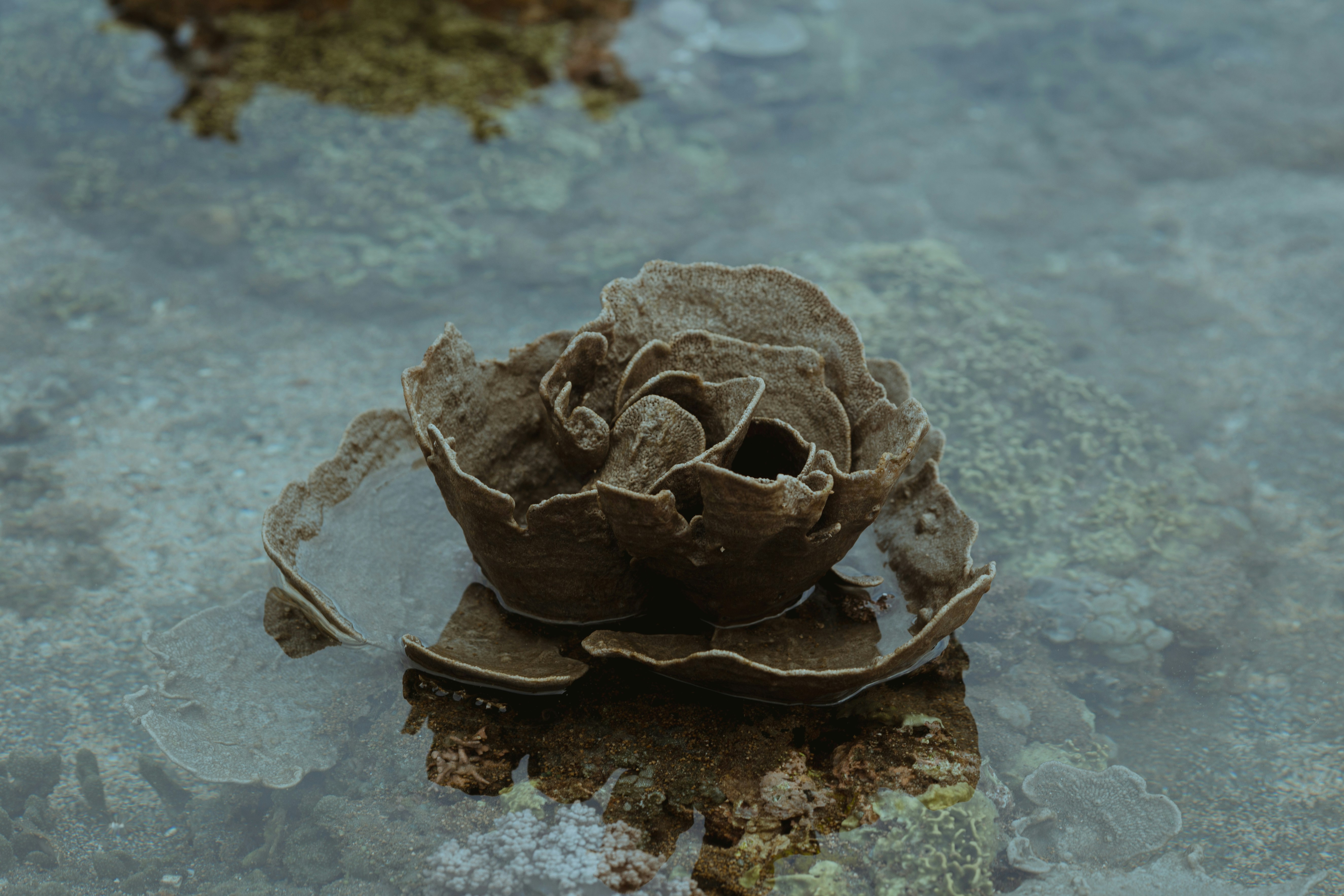 Nature's Intricate Sculpture: A Floral Enigma