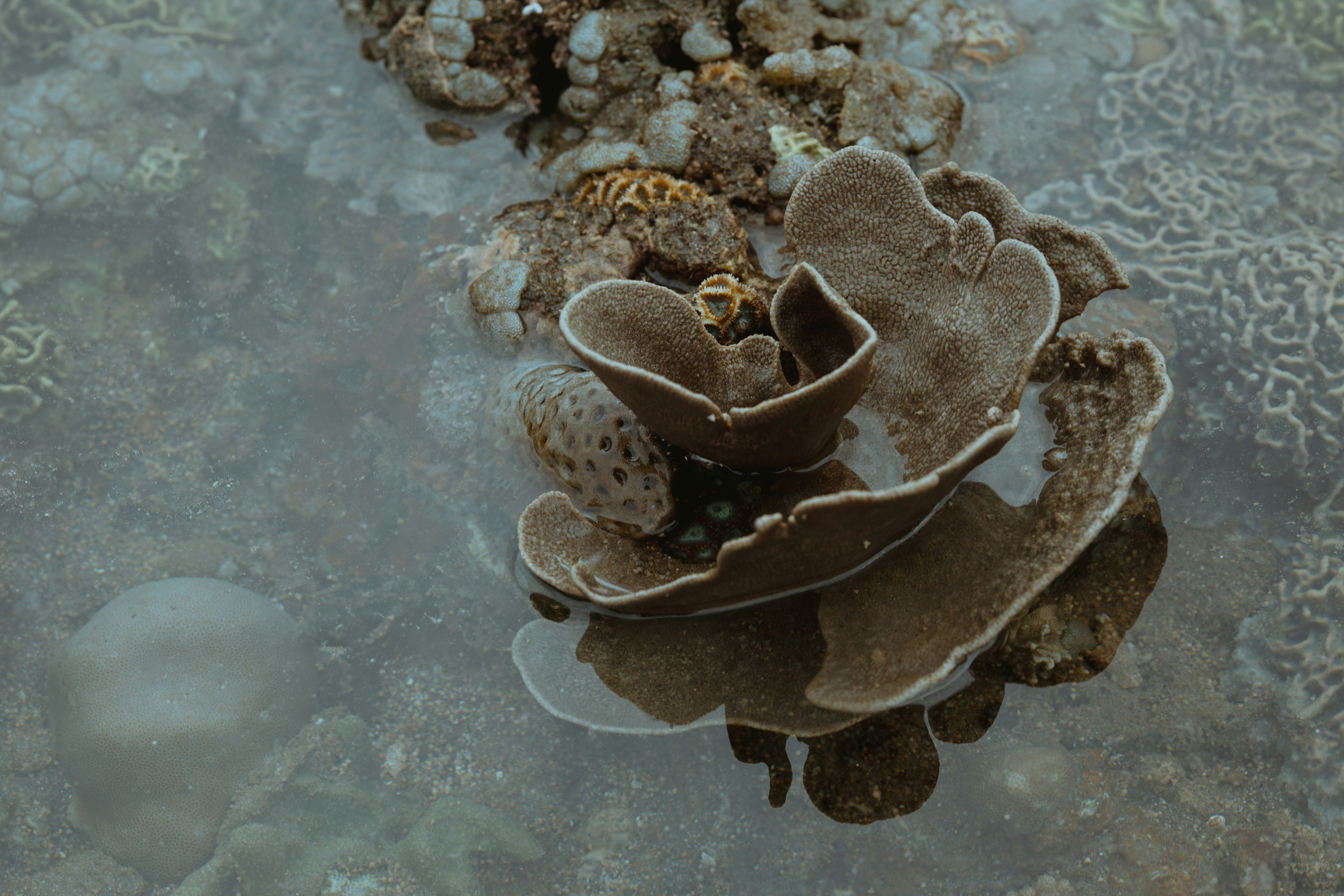 Coral formation resting in shallow water, showcasing intricate textures and reflections on the surface. The scene captures the serene beauty of underwater life.
