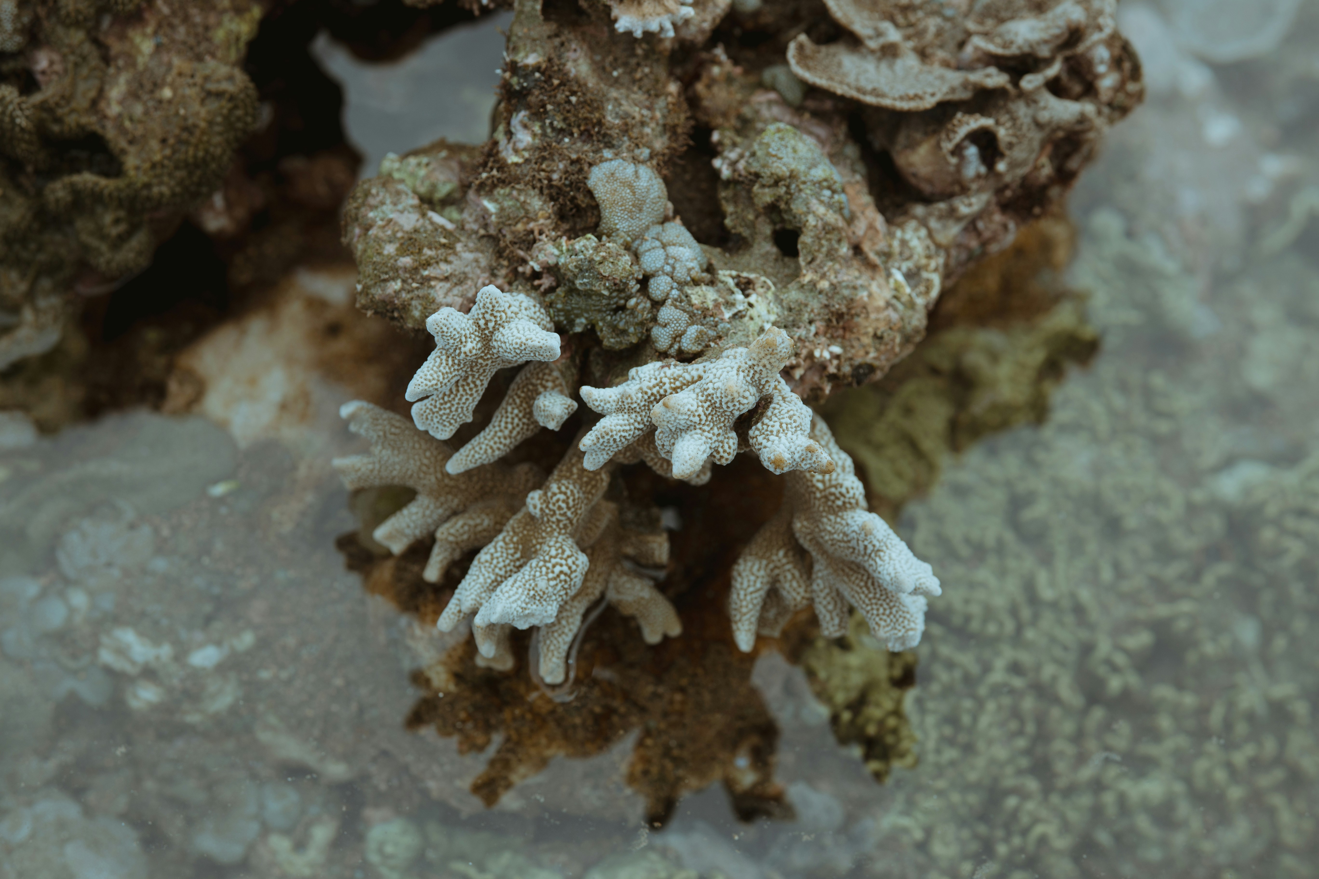 Coral polyps extending from a rocky substrate, showcasing delicate textures and marine life. The underwater scene highlights the vibrant ecosystem.