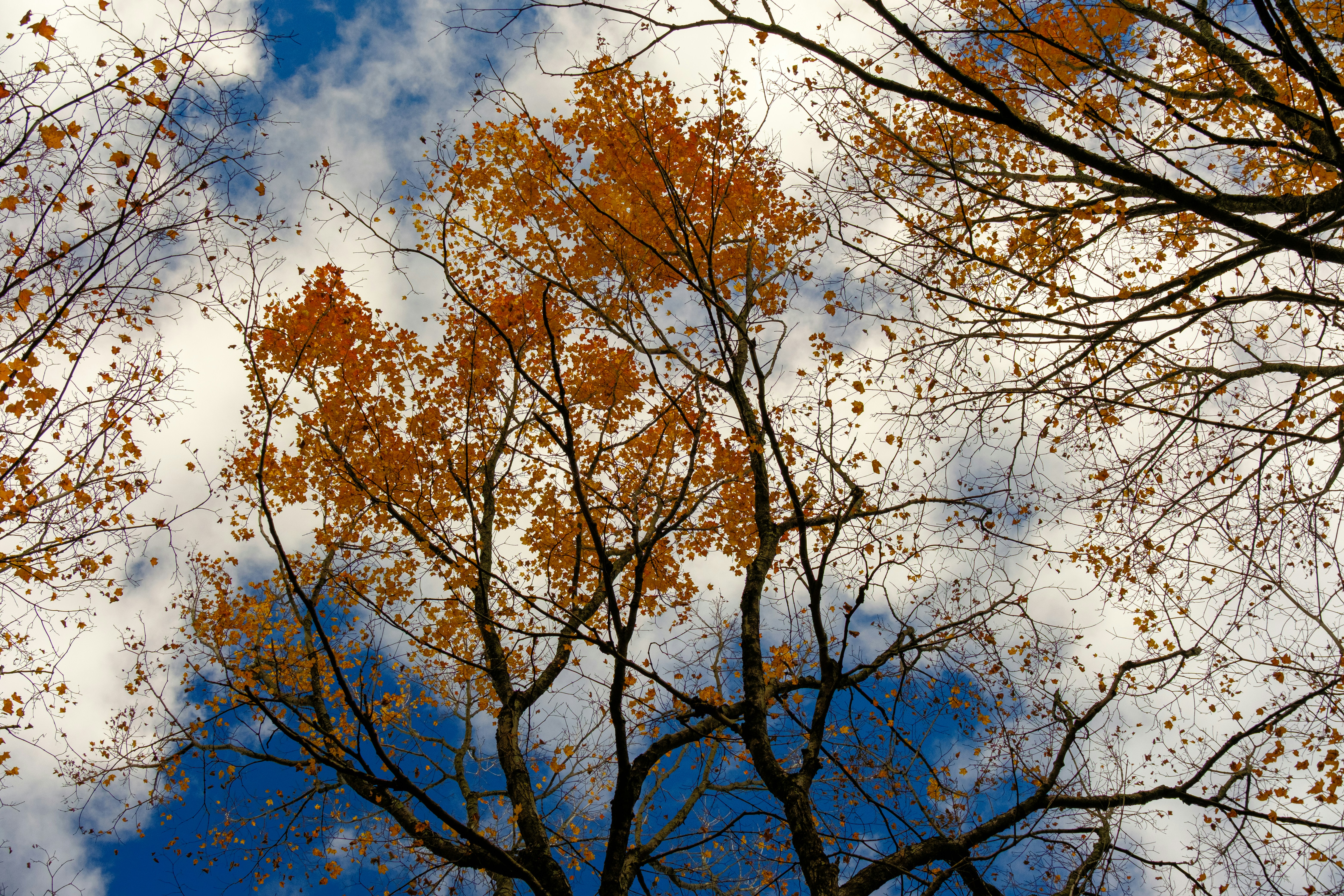 Branches adorned with vibrant autumn leaves stretch against a backdrop of dynamic clouds and deep blue sky.