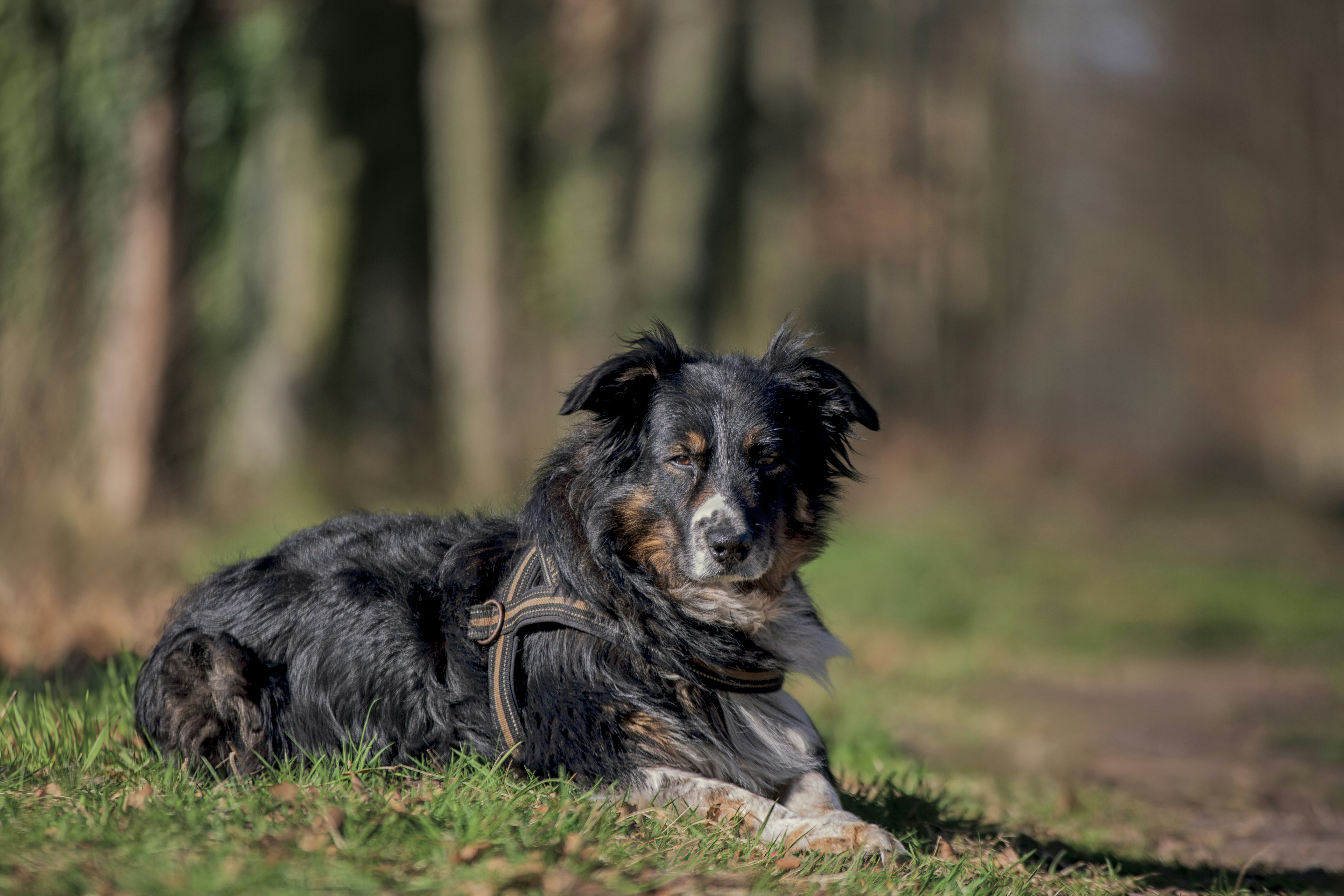 The Tranquil Guardian: A Canine's Serenity