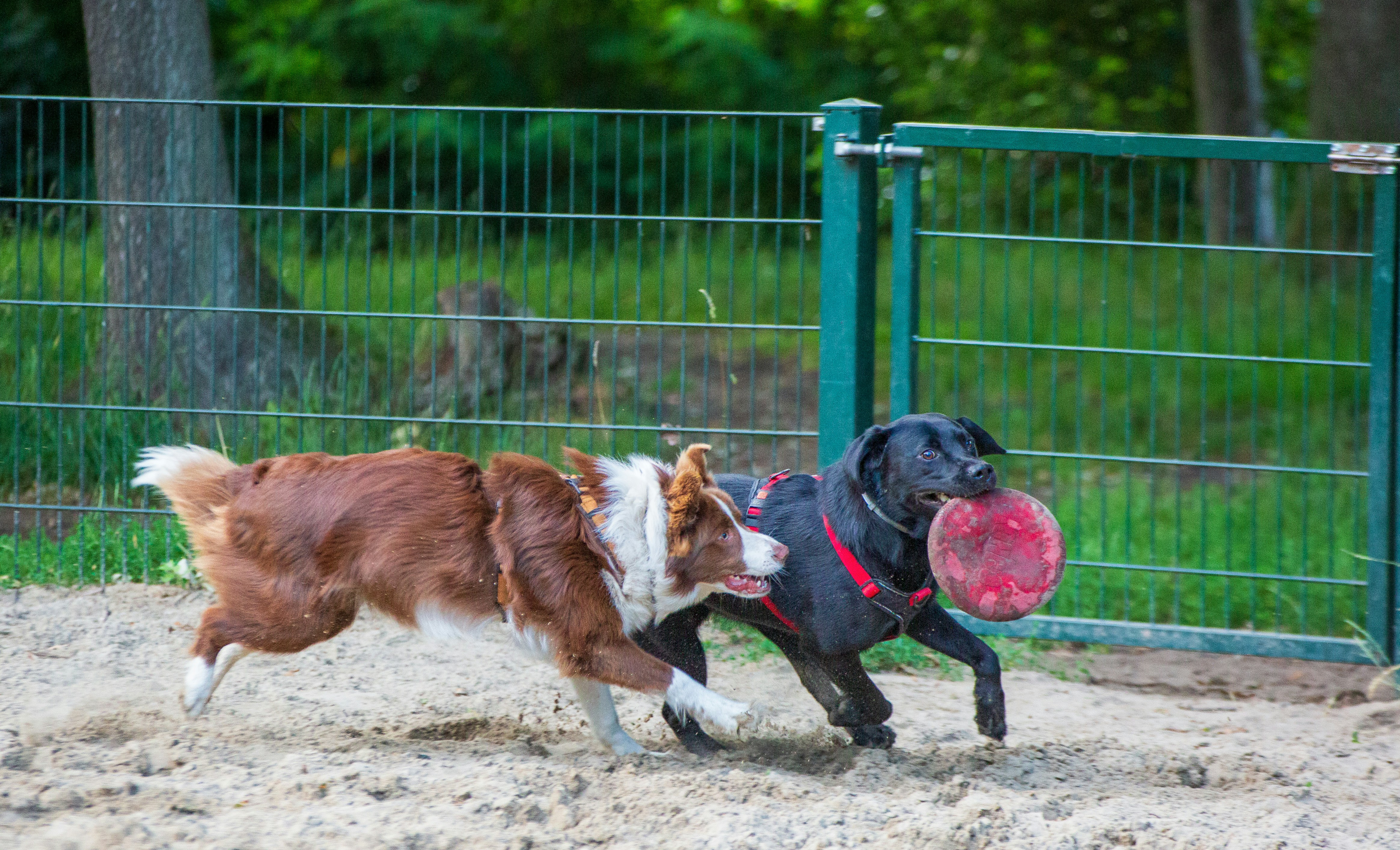 Chasing Joy: A Playful Pursuit in the Dog Park