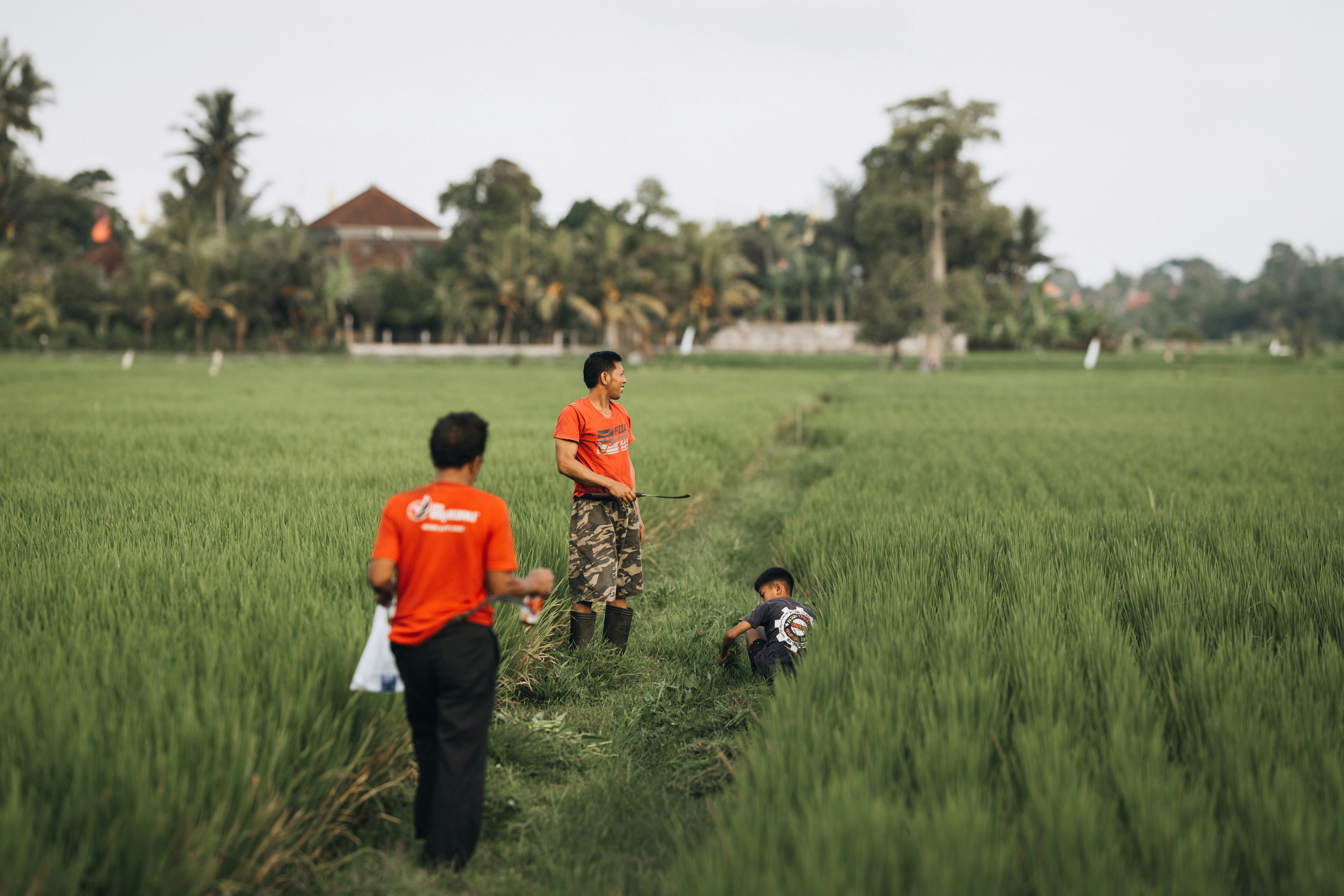Orange Signals in an Emerald Rice Field