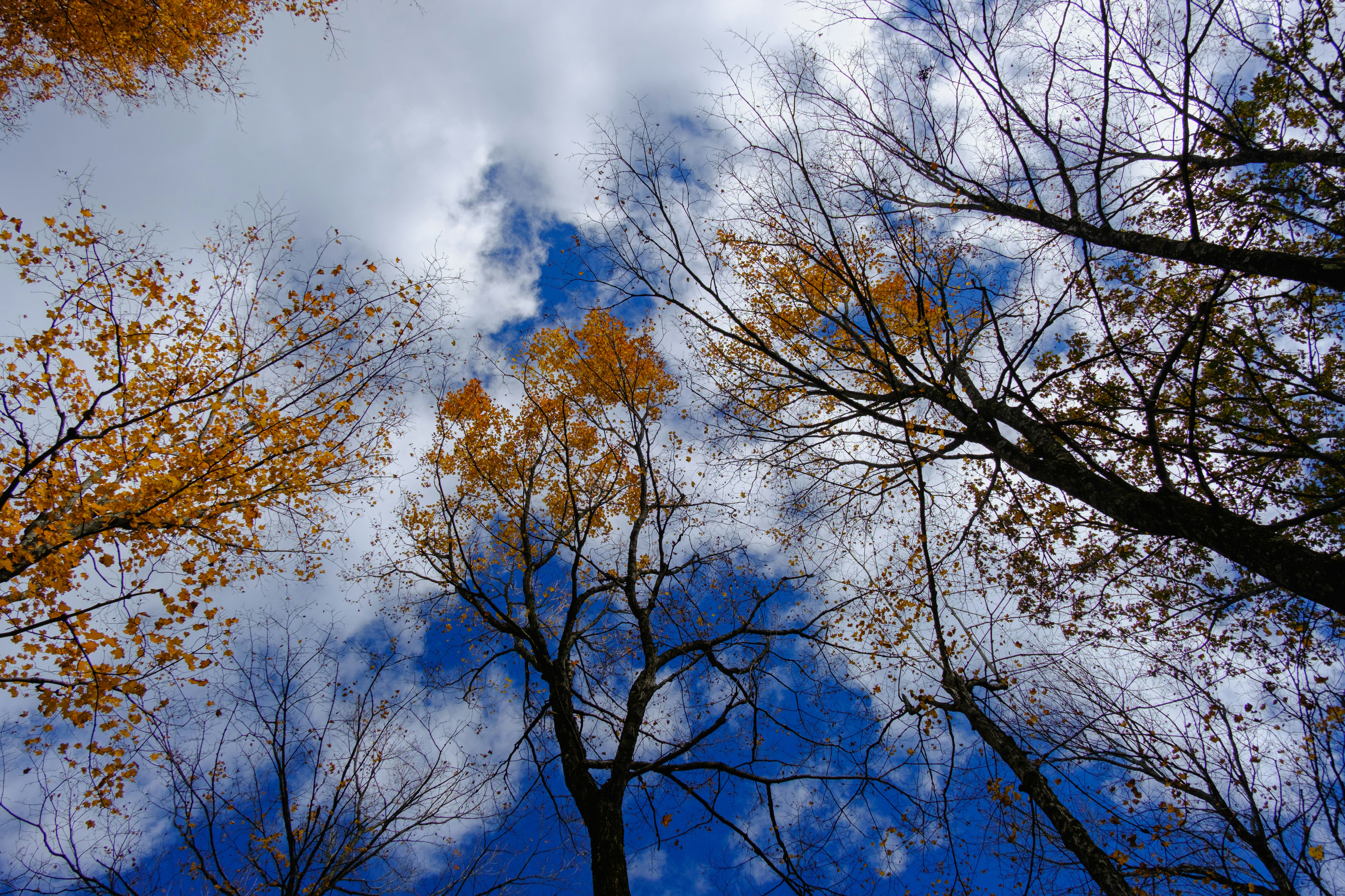 Autumn Canopy: A Skyward Perspective