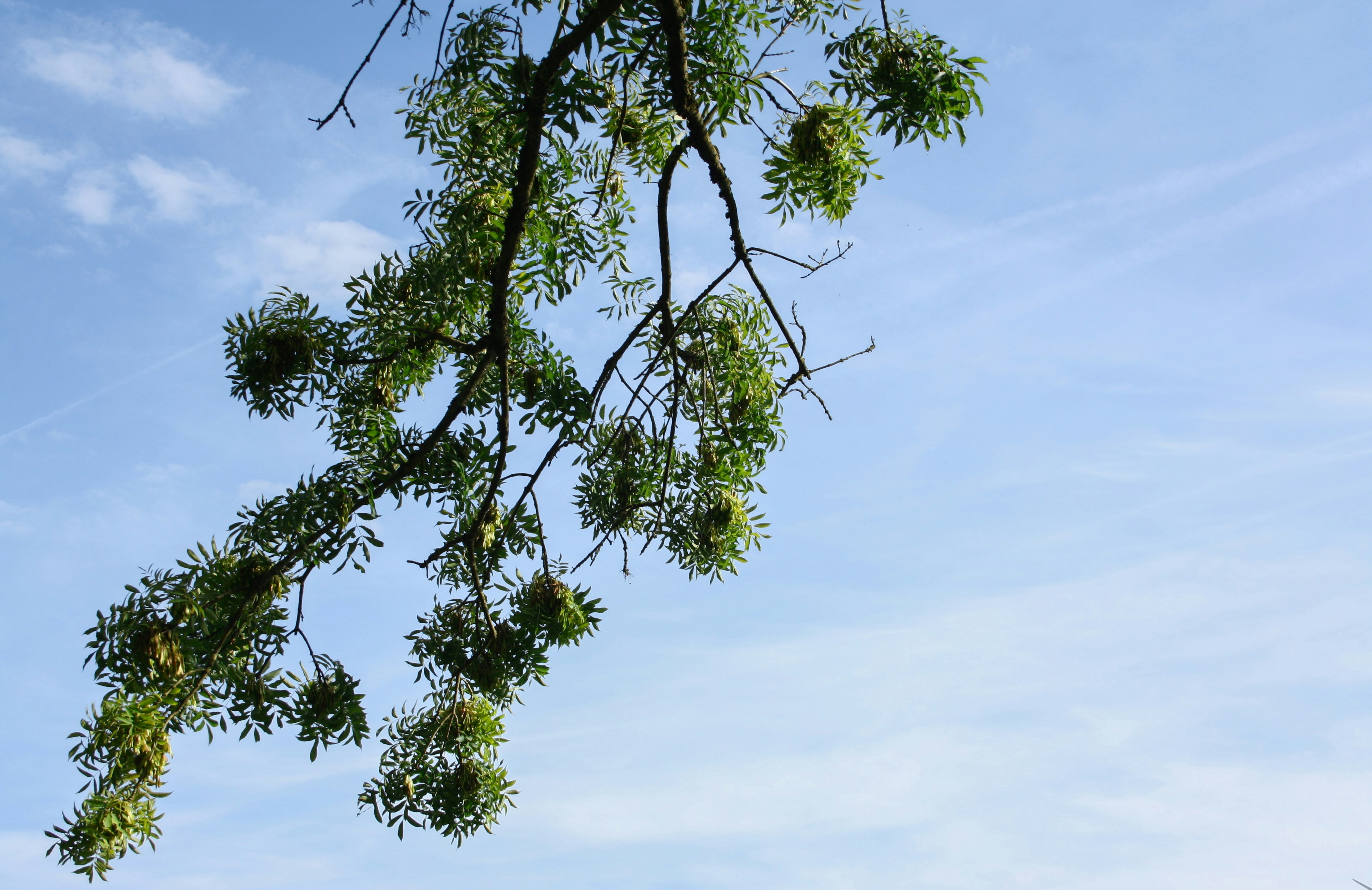 Mistletoe growing on a tree branch against the sky