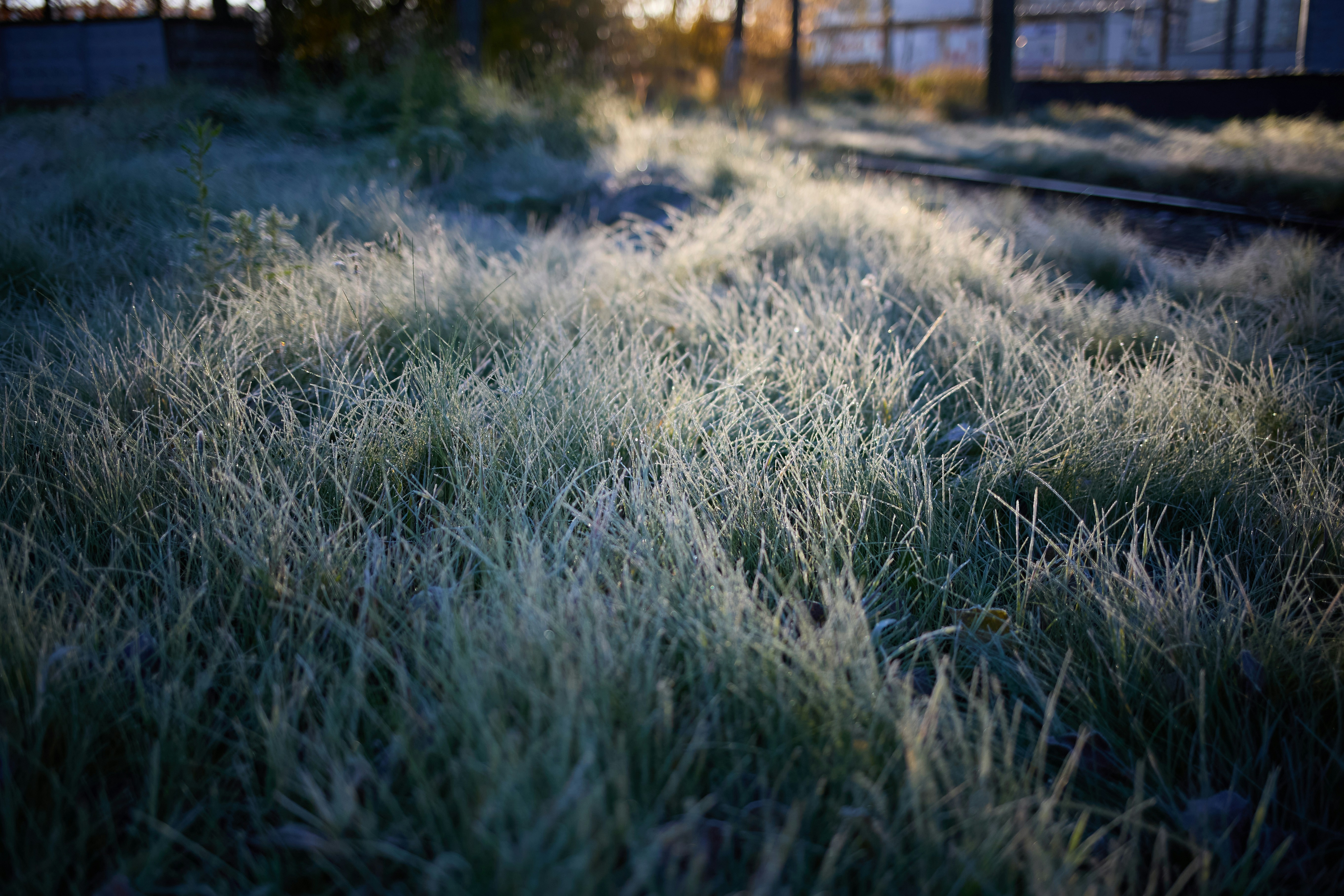 Morning's Frosty Embrace
