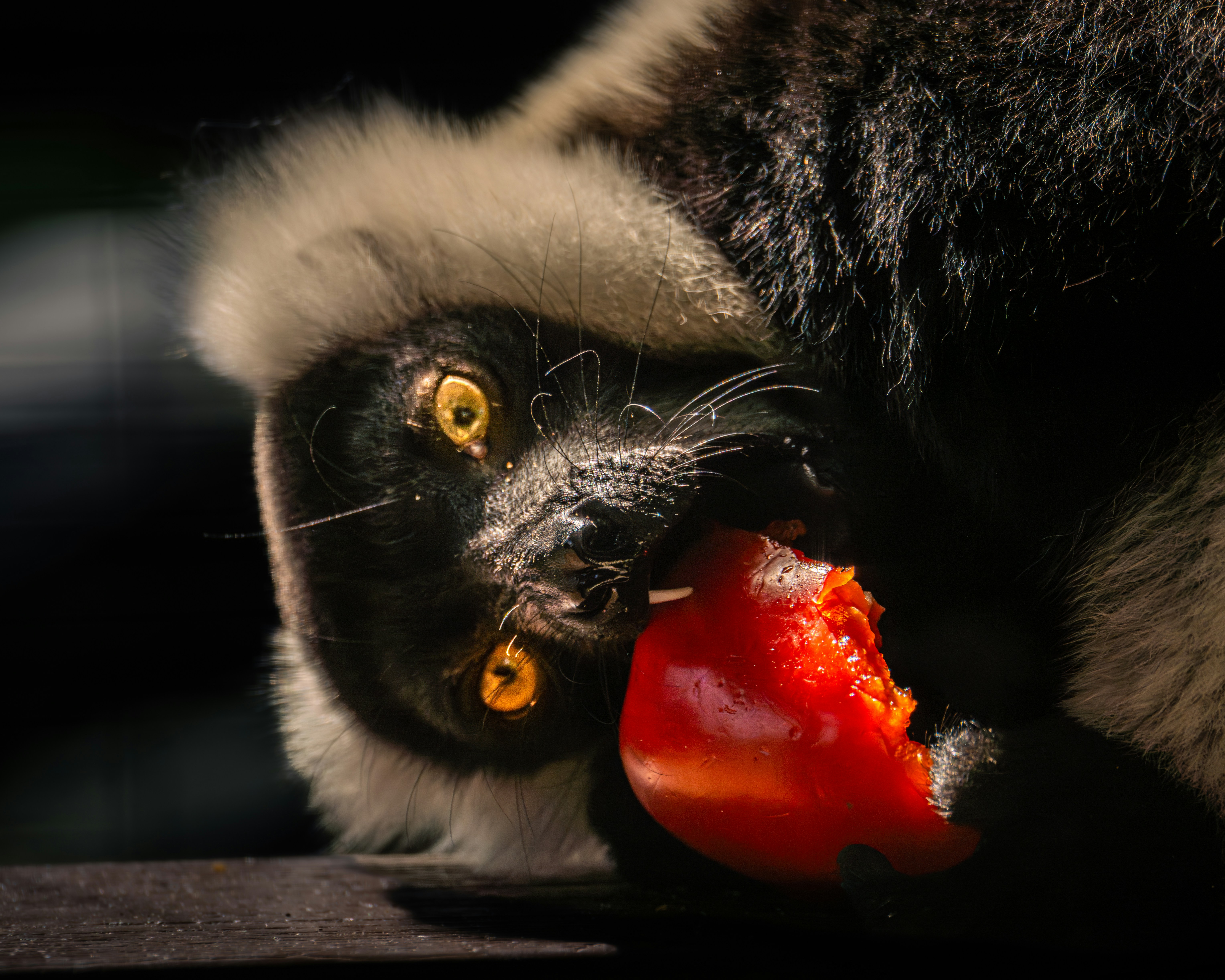 A Curious Lemur's Delight