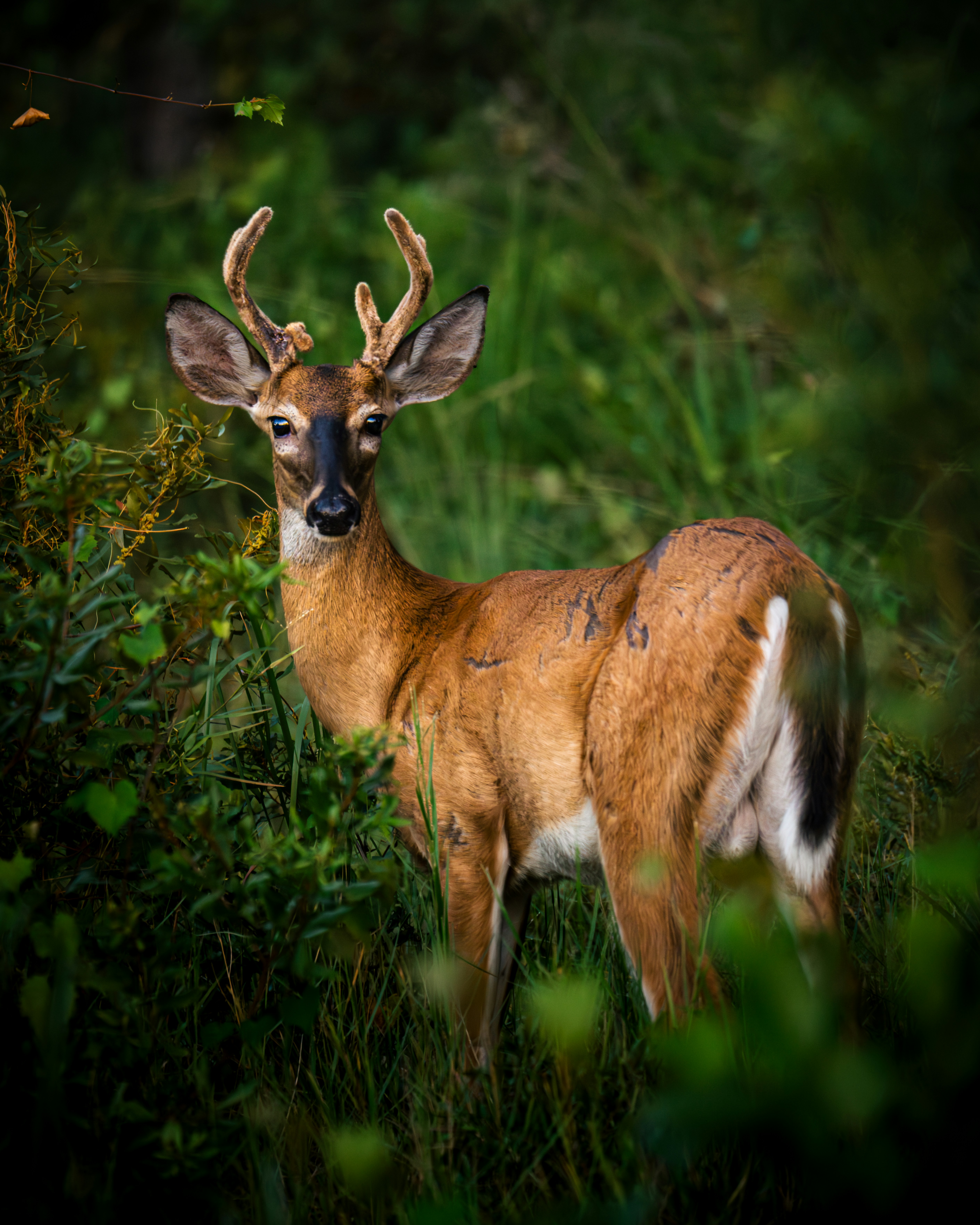 Young buck standing amidst lush greenery, showcasing its budding antlers and alert expression.