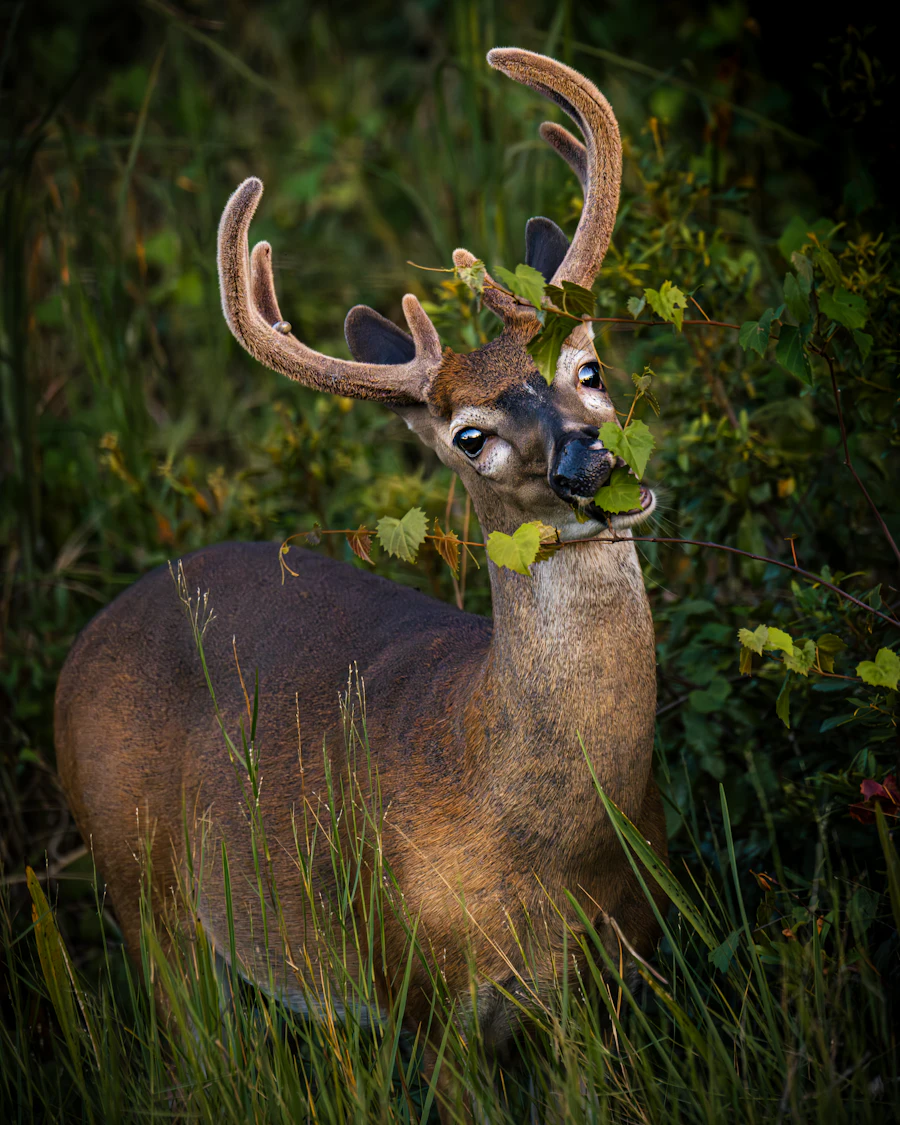 A buck with velvet antlers stands in tall grass and leafy brush, looking toward the camera. Its face is partly obscured by branches against a dark green background.