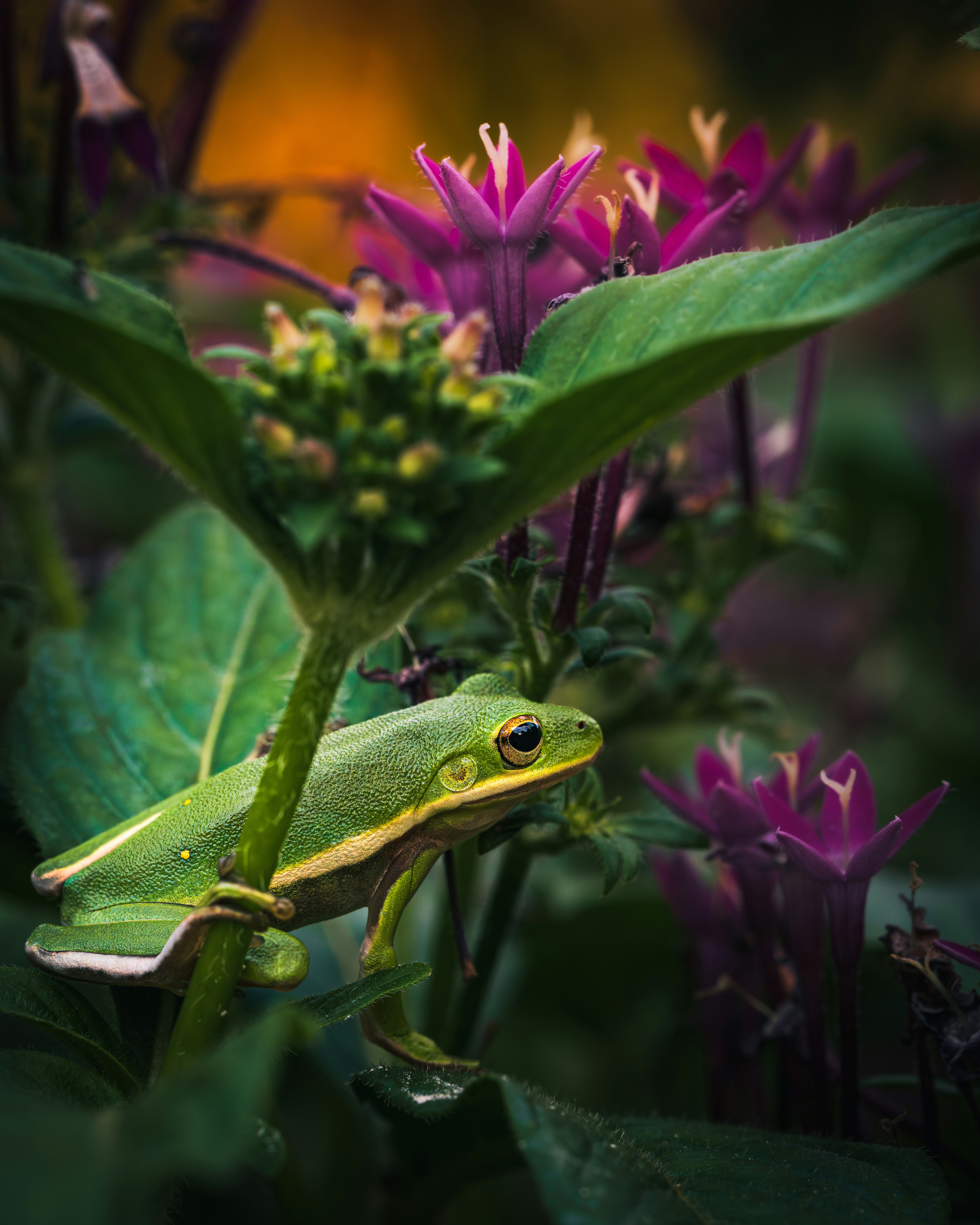 A vibrant green tree frog perches on a leaf, surrounded by delicate pink flowers in a lush garden setting.