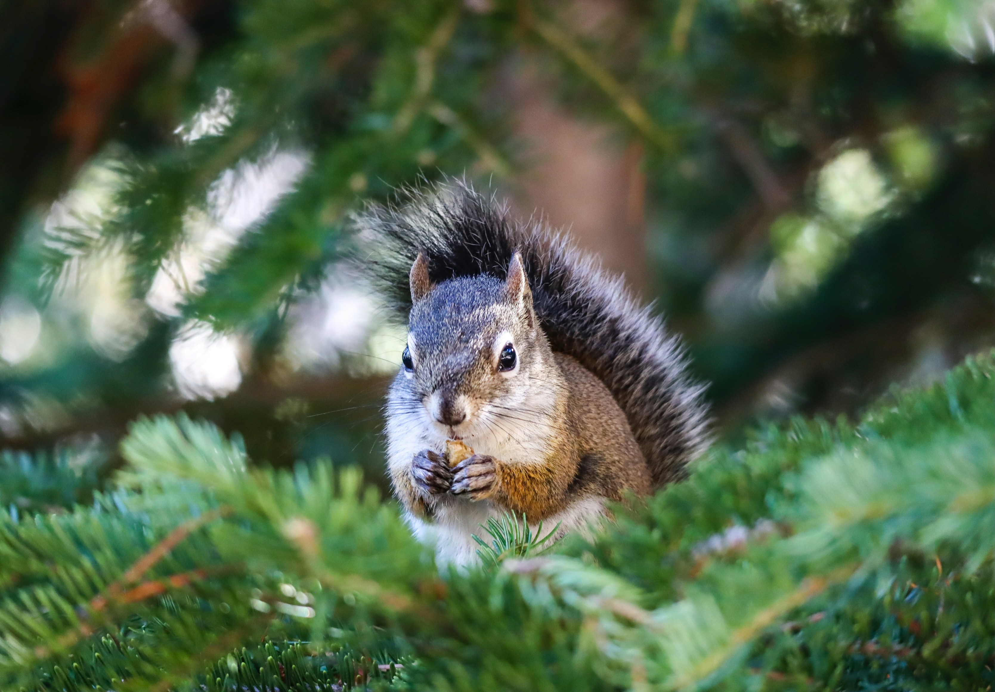 Nature's Snack Break: A Squirrel's Delight