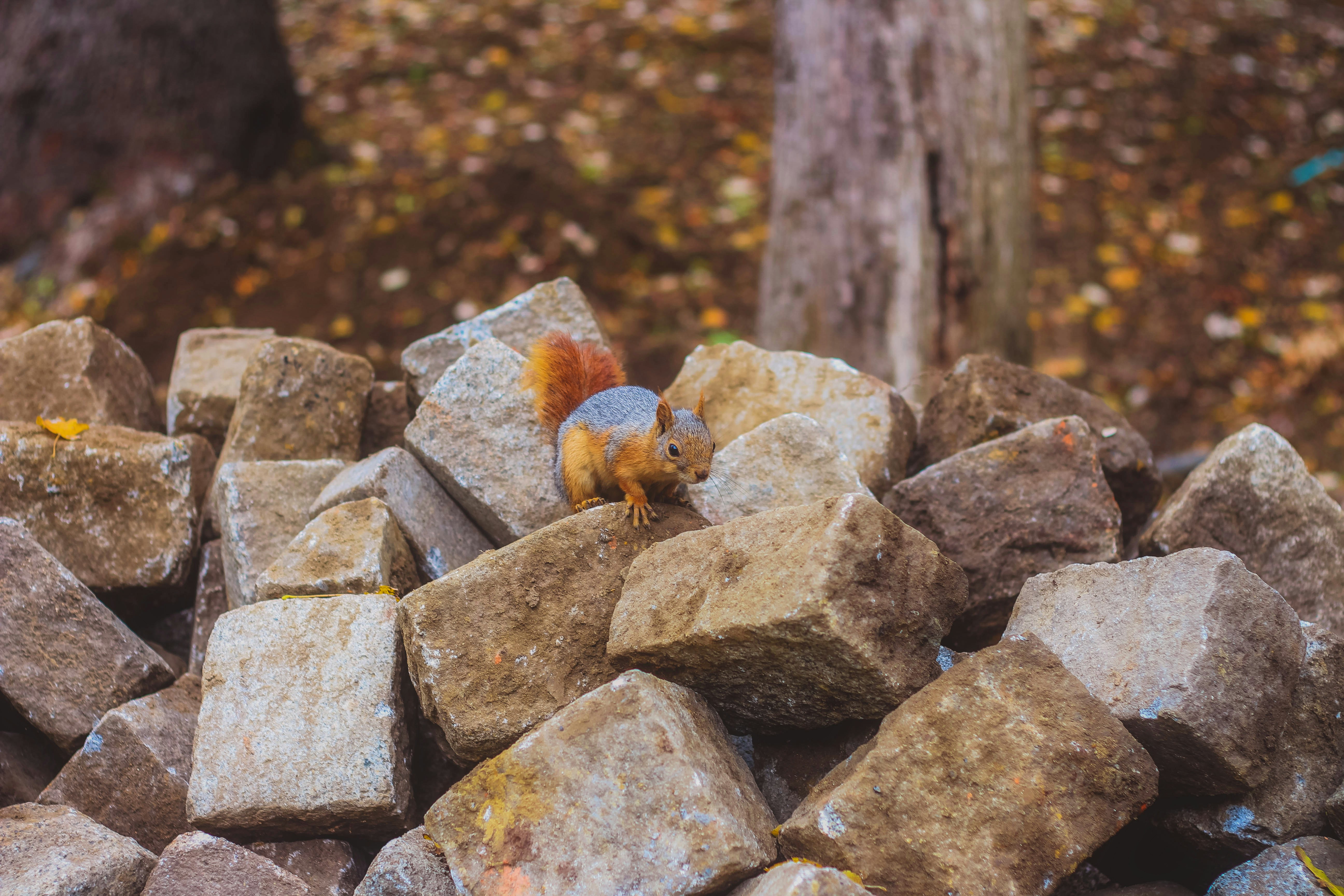 Squirrel's Rocky Playground