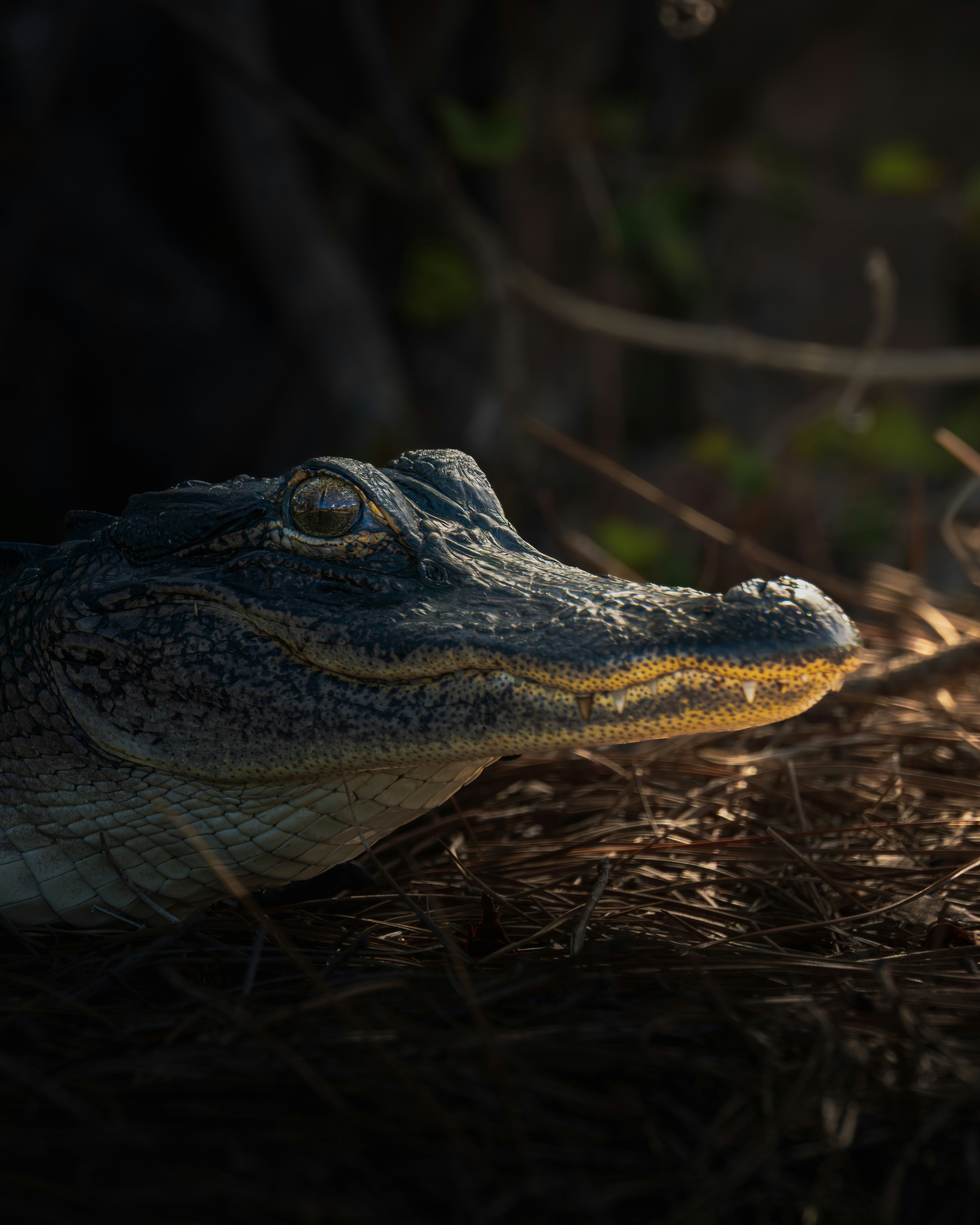 A silent apex predator rests beneath the soft glow of evening light. The golden highlights reveal ancient textures of its scales, capturing the tension between calm and power in the wild. | Close-up of an alligator's head in dry grass.