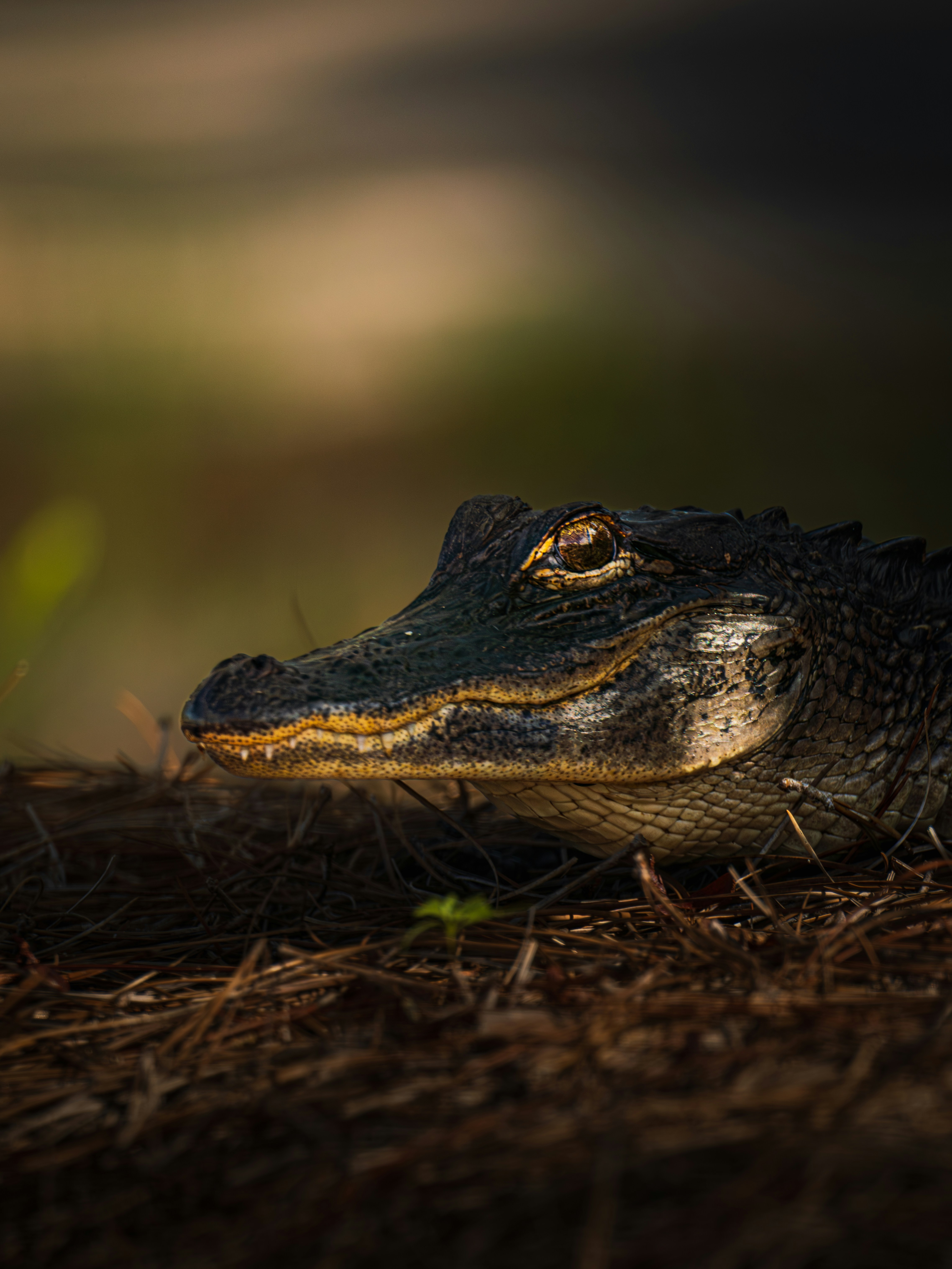 A silent apex predator rests beneath the soft glow of evening light. The golden highlights reveal ancient textures of its scales, capturing the tension between calm and power in the wild. | Close-up of an alligator resting on the ground.