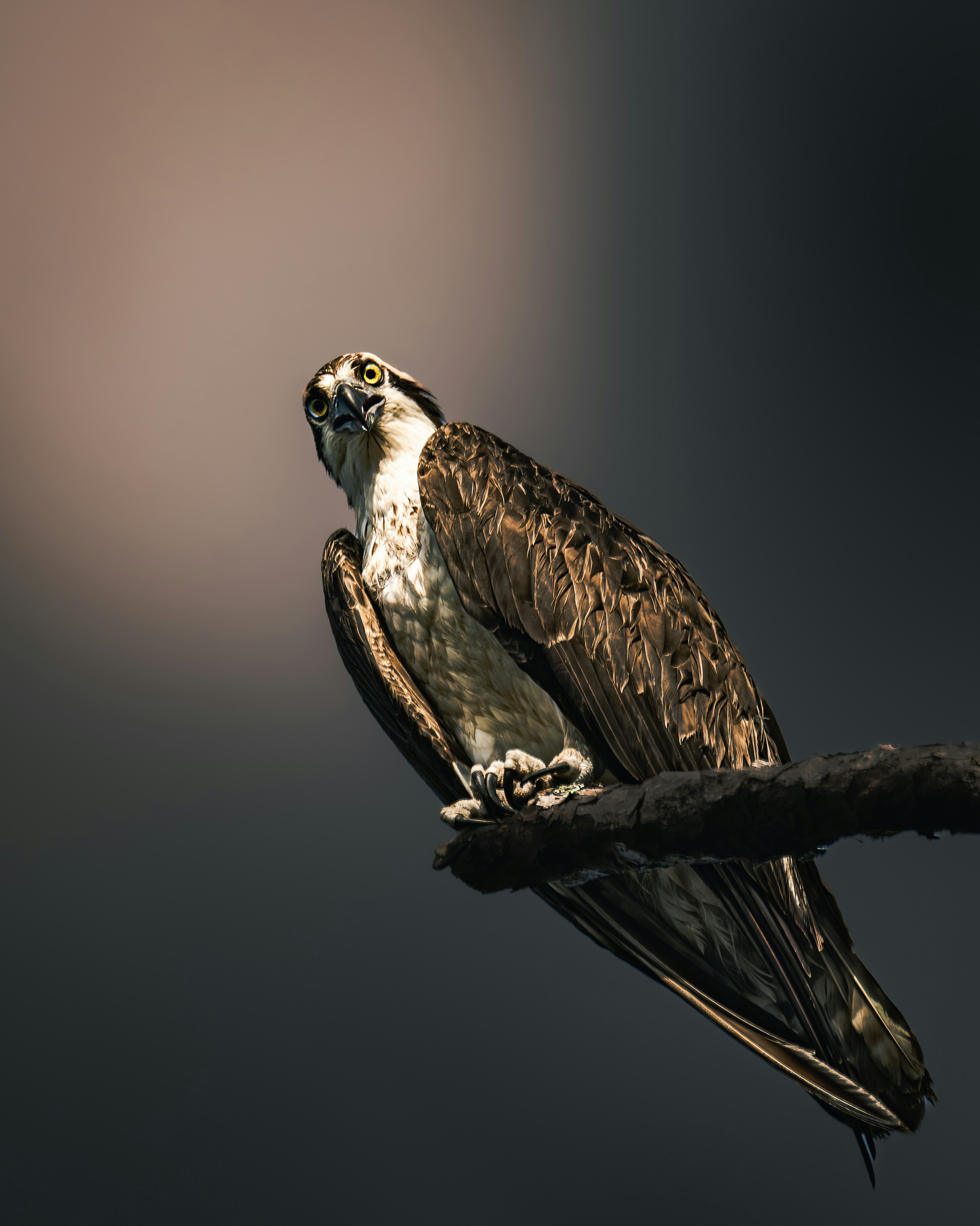 A powerful osprey bird of prey perched on a branch, captured in dramatic lighting with a dark gradient background. The image highlights the bird’s intense yellow eyes, sharp talons, and detailed feathers. Ideal for themes of wildlife, nature, strength, determination, and environmental conservation. Perfect for editorial, educational, and commercial use.