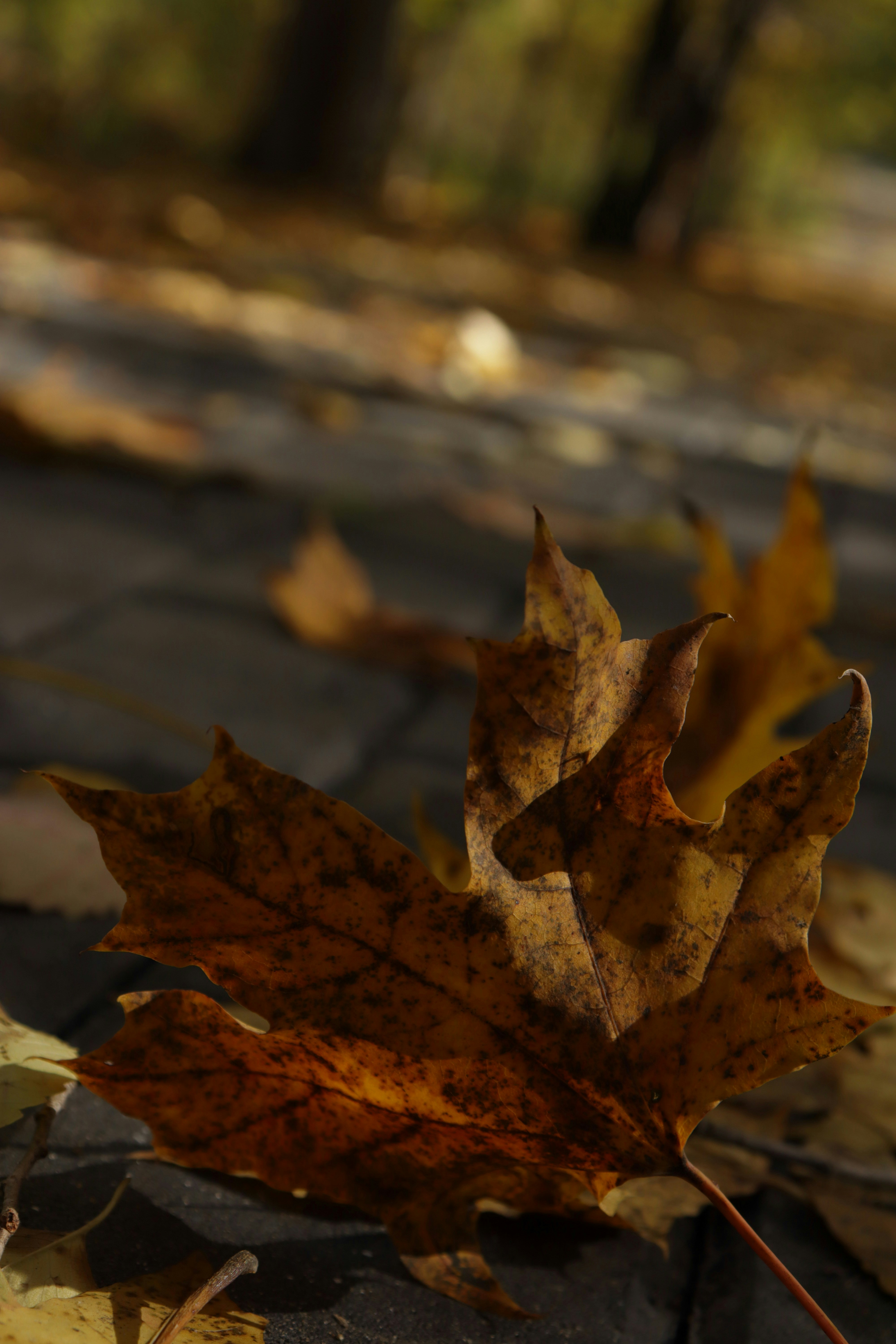 A close-up view of a fallen maple leaf resting on a cobblestone path, surrounded by scattered leaves, capturing the essence of autumn's transition.