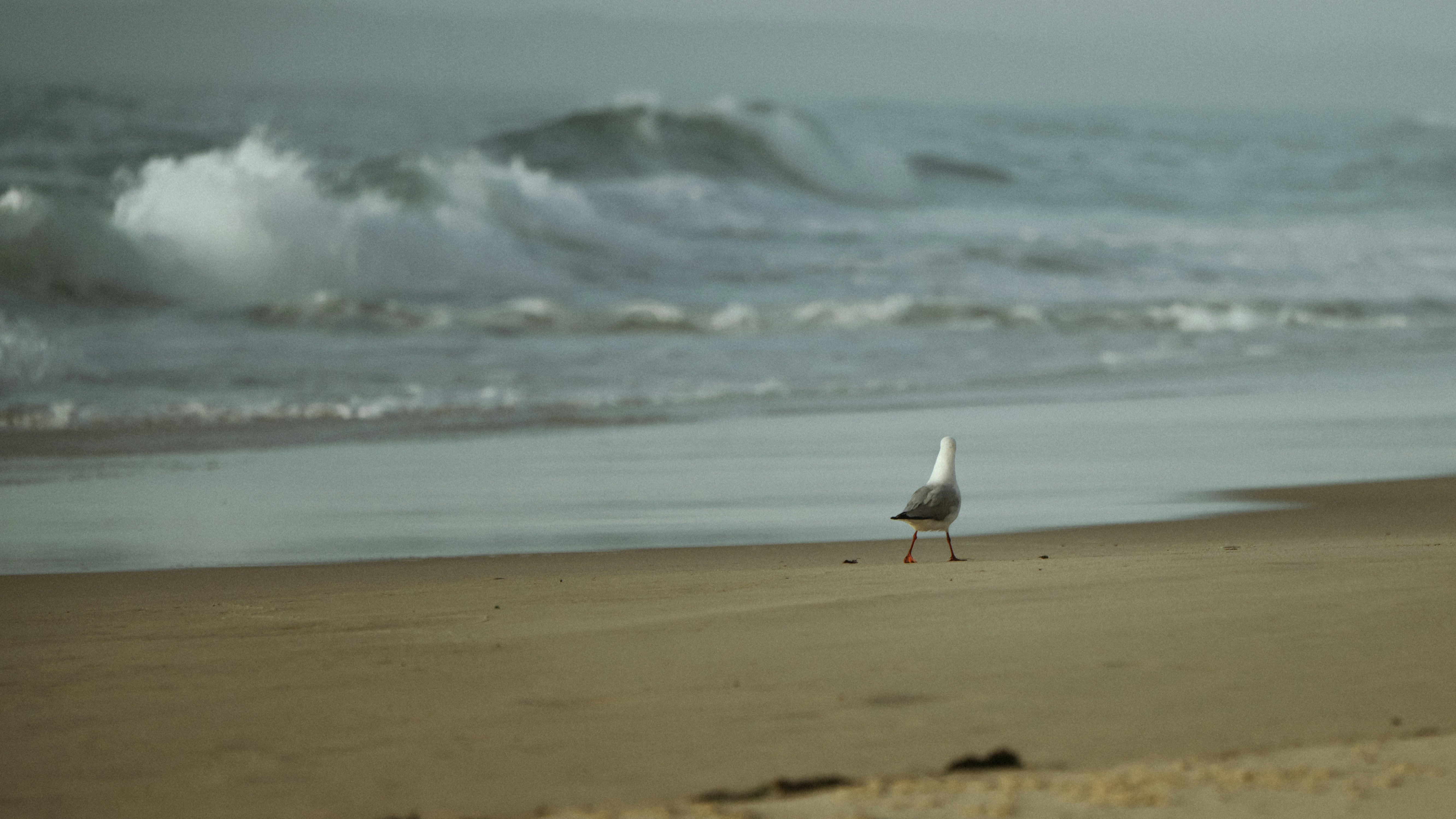 Solitary Stroll Along the Shoreline