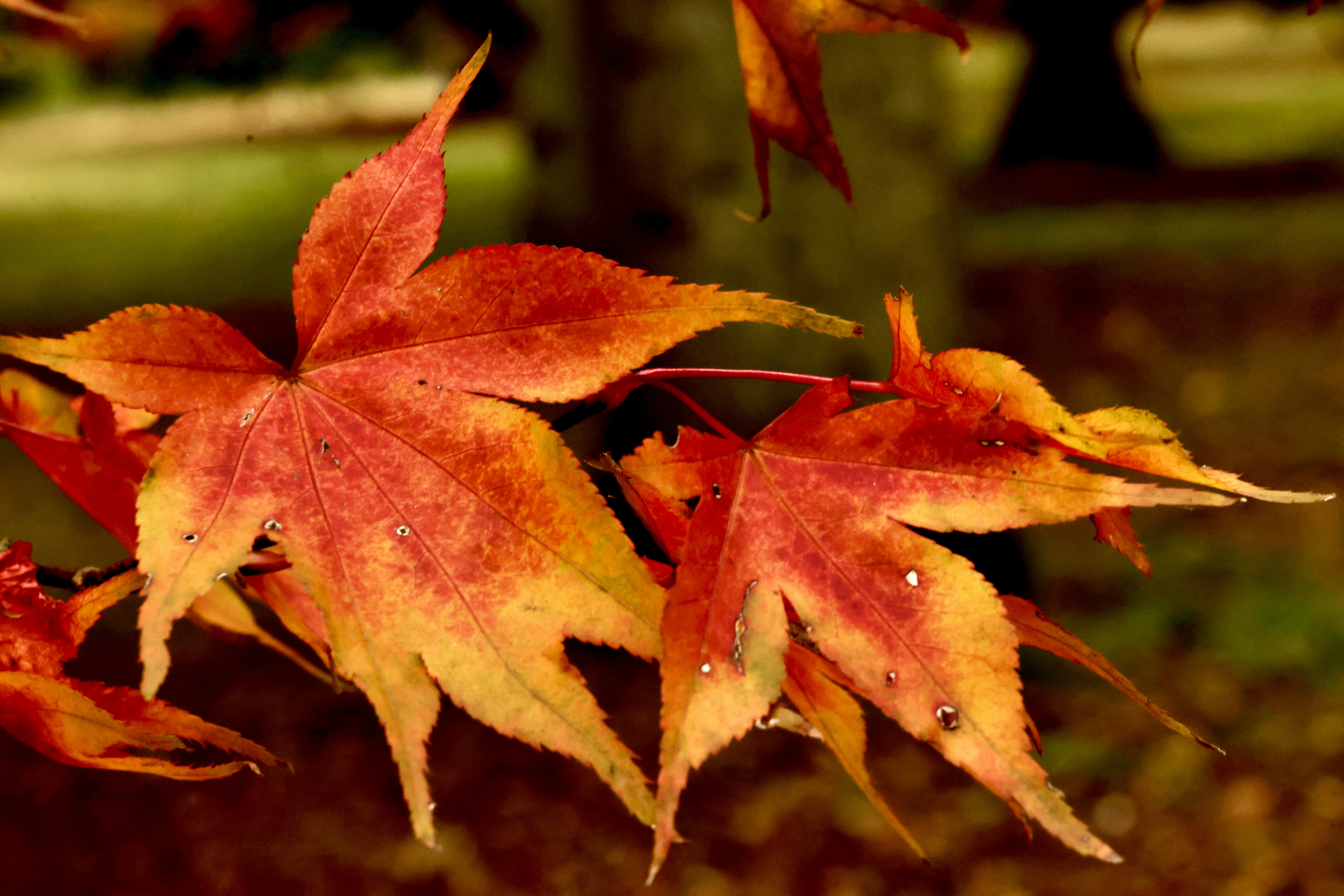 Autumn leaves | Close-up of autumn maple leaves with water droplets.