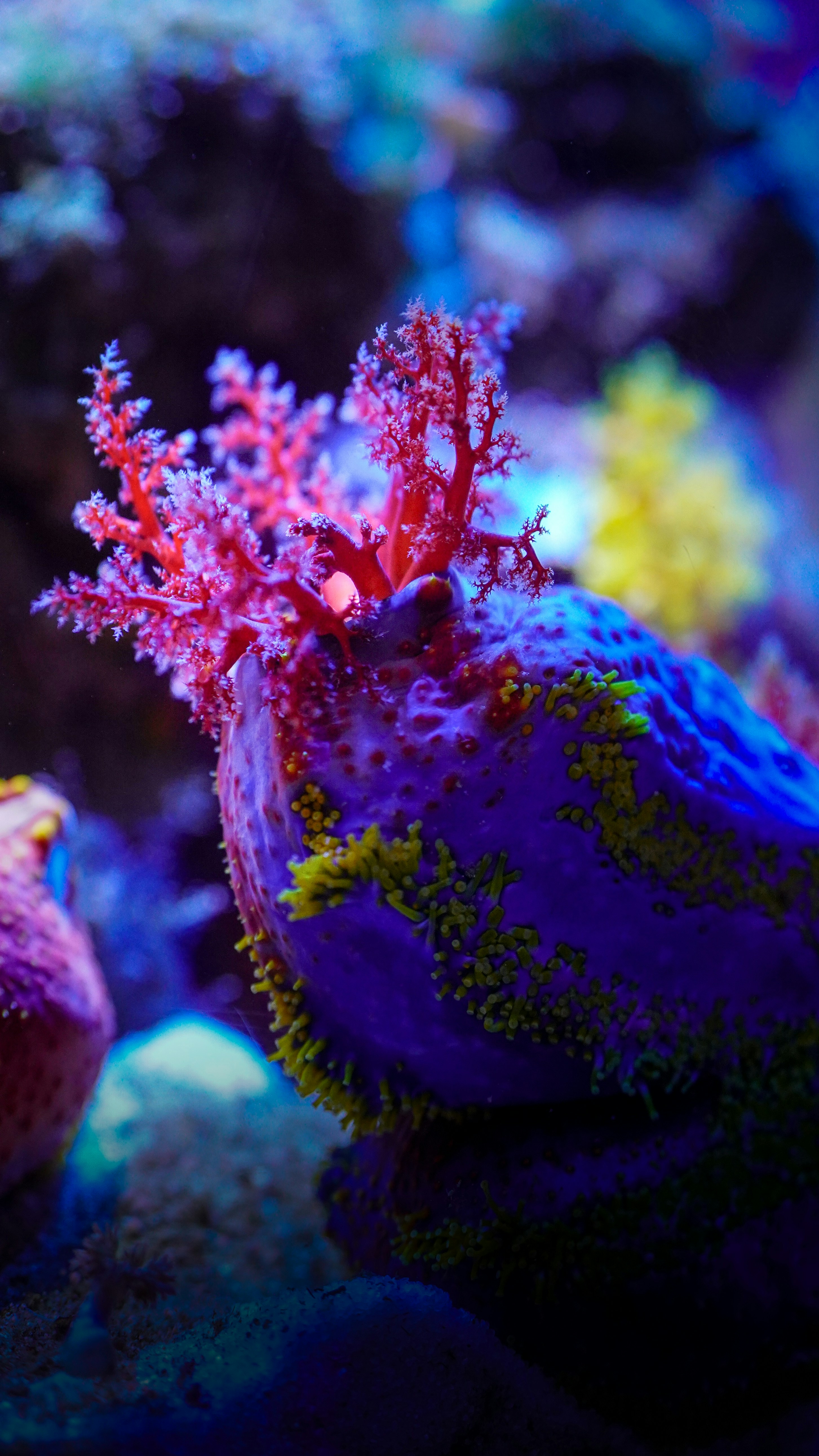 Vibrant coral reef with purple and pink sea anemones.