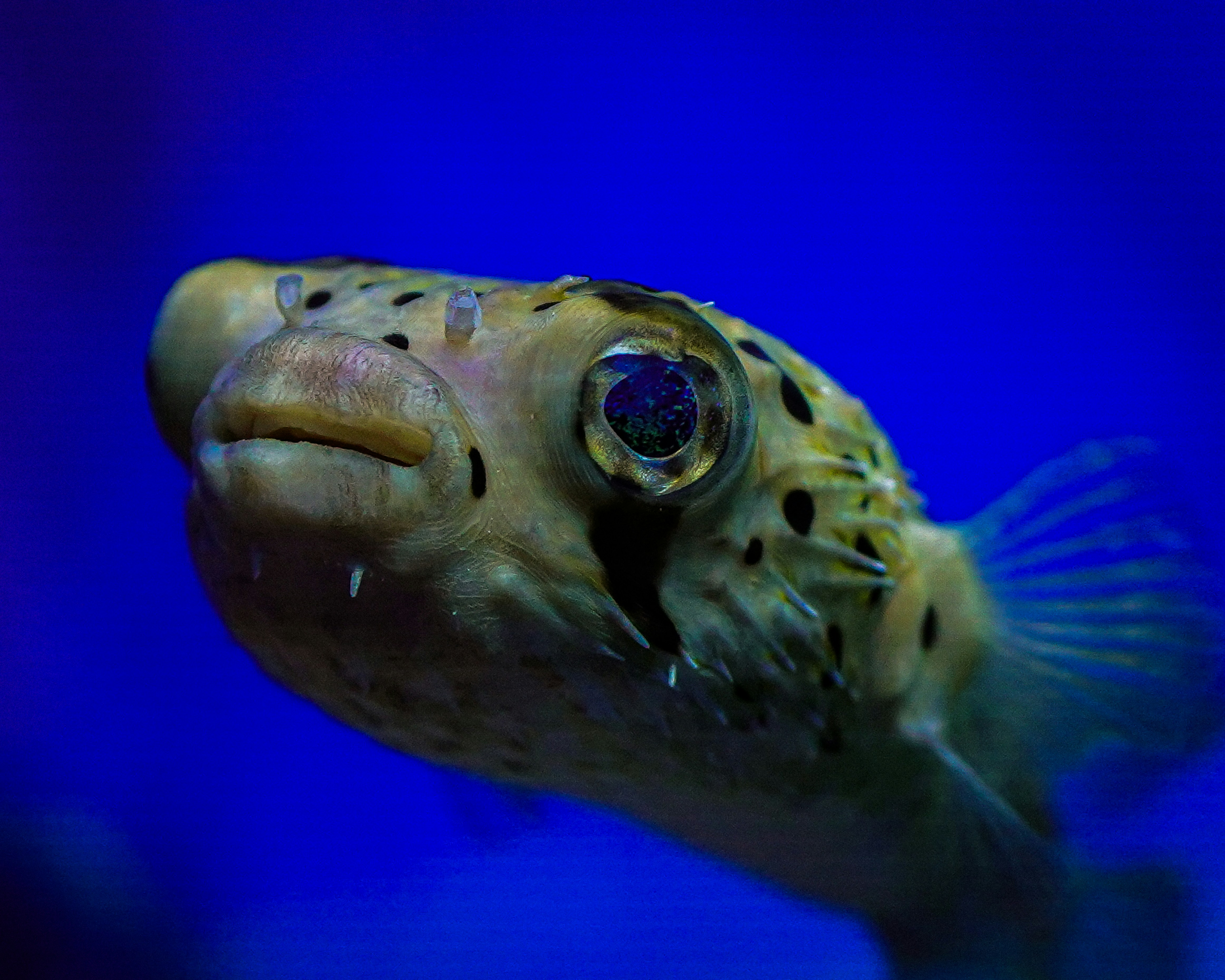 A pufferfish swims in bright blue water.