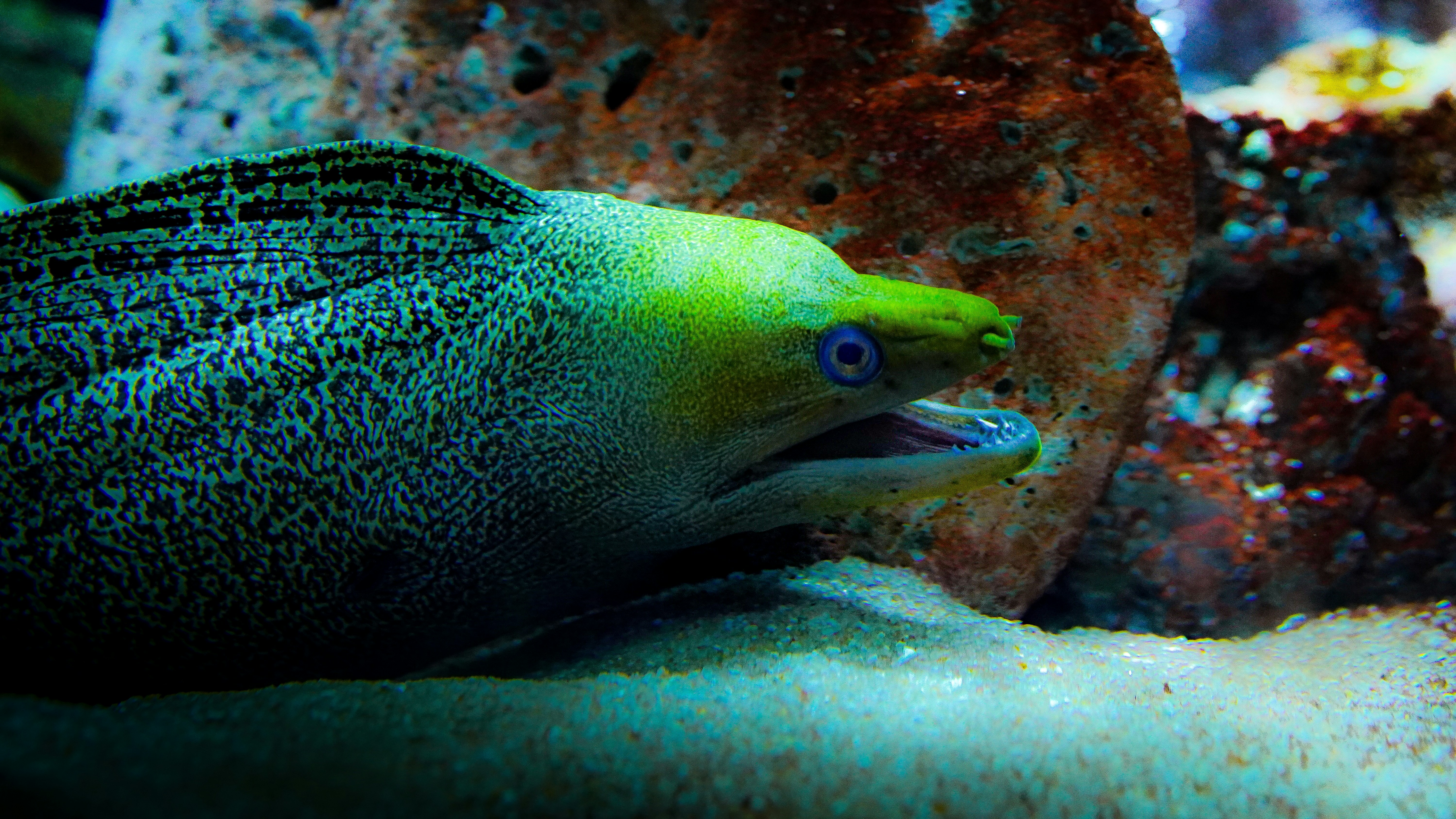 Emerald-Hued Predator of the Reef