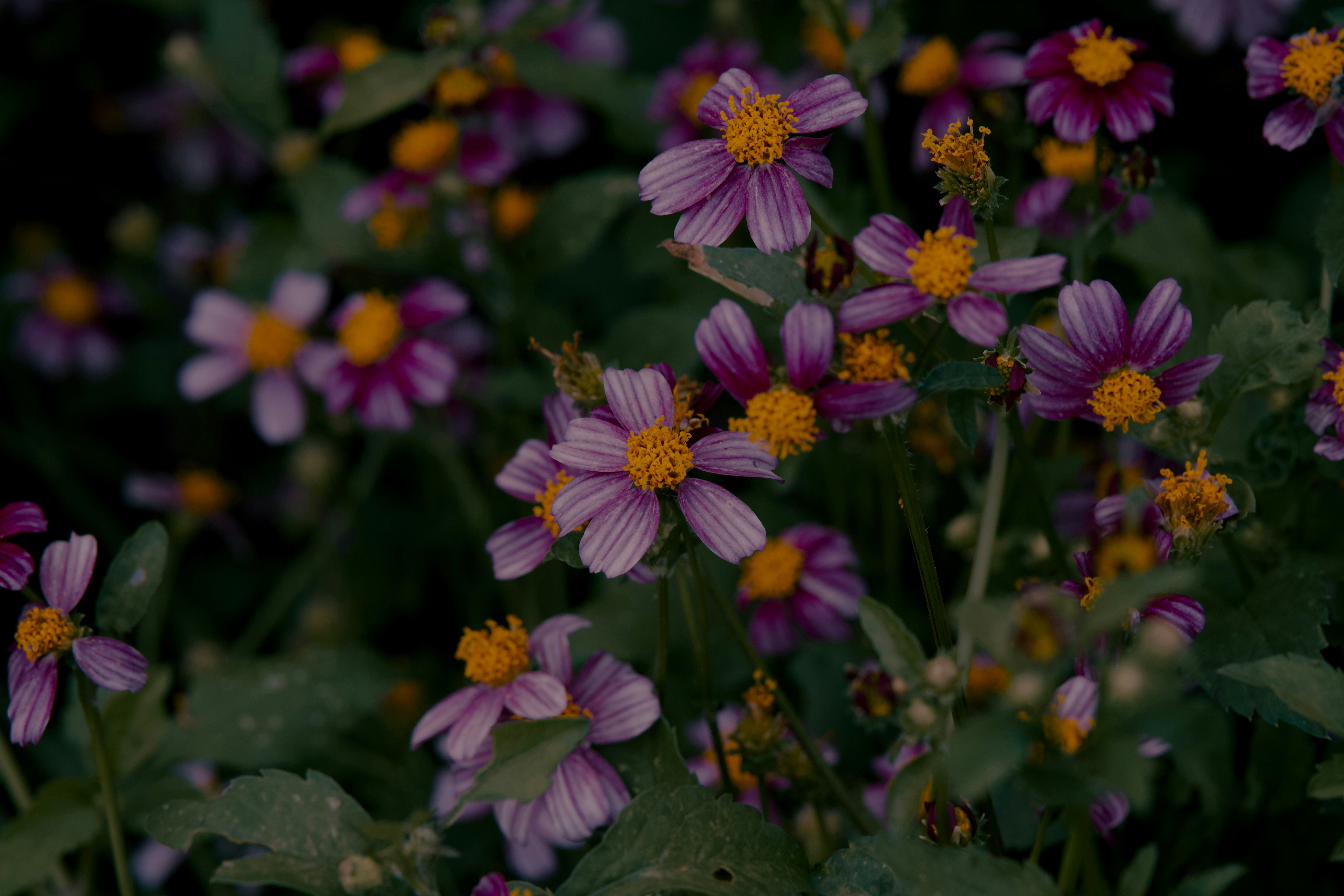 Purple and yellow flowers bloom amongst green leaves.