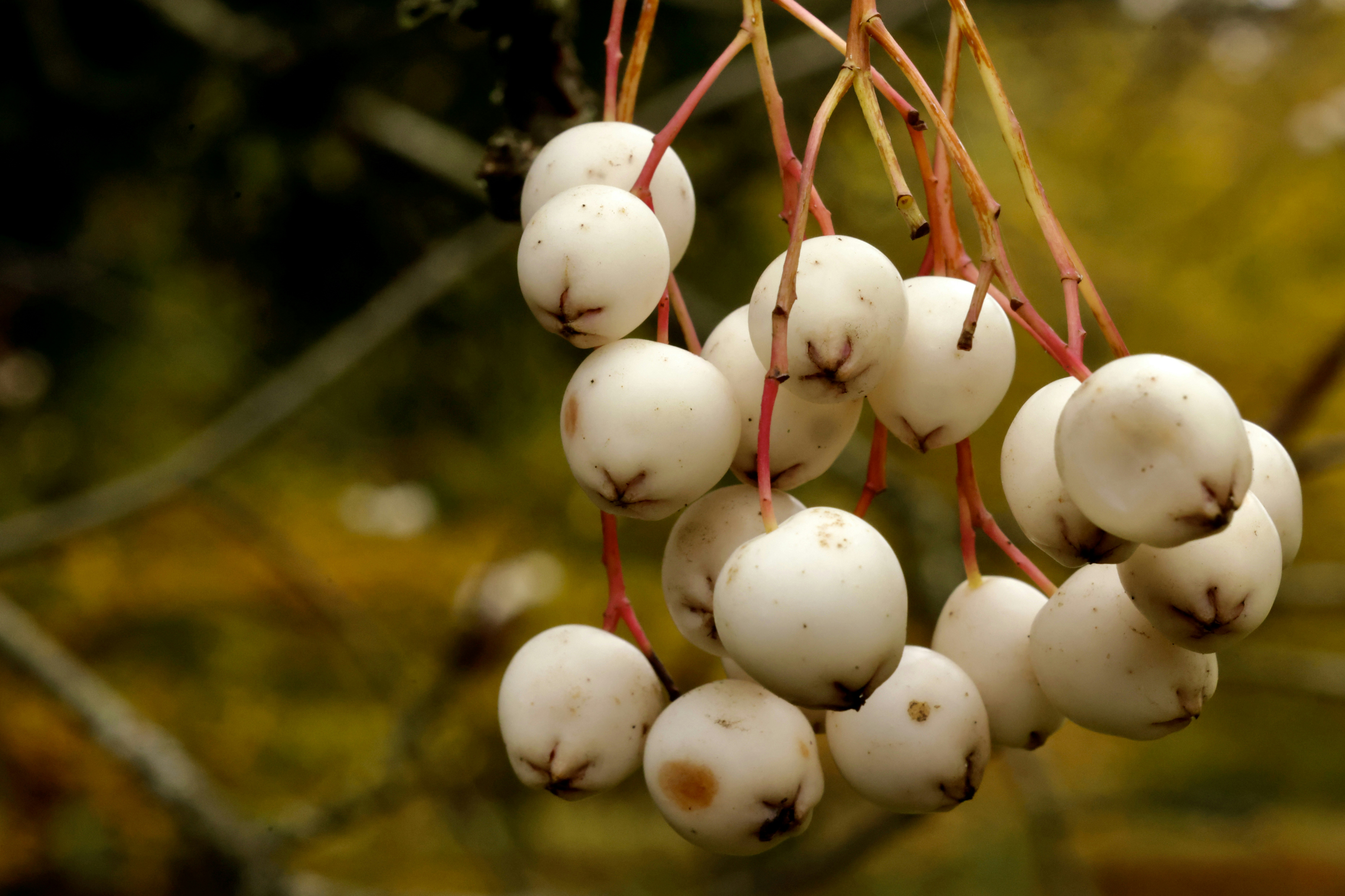 Whispers of Autumn: The Enigmatic Berries