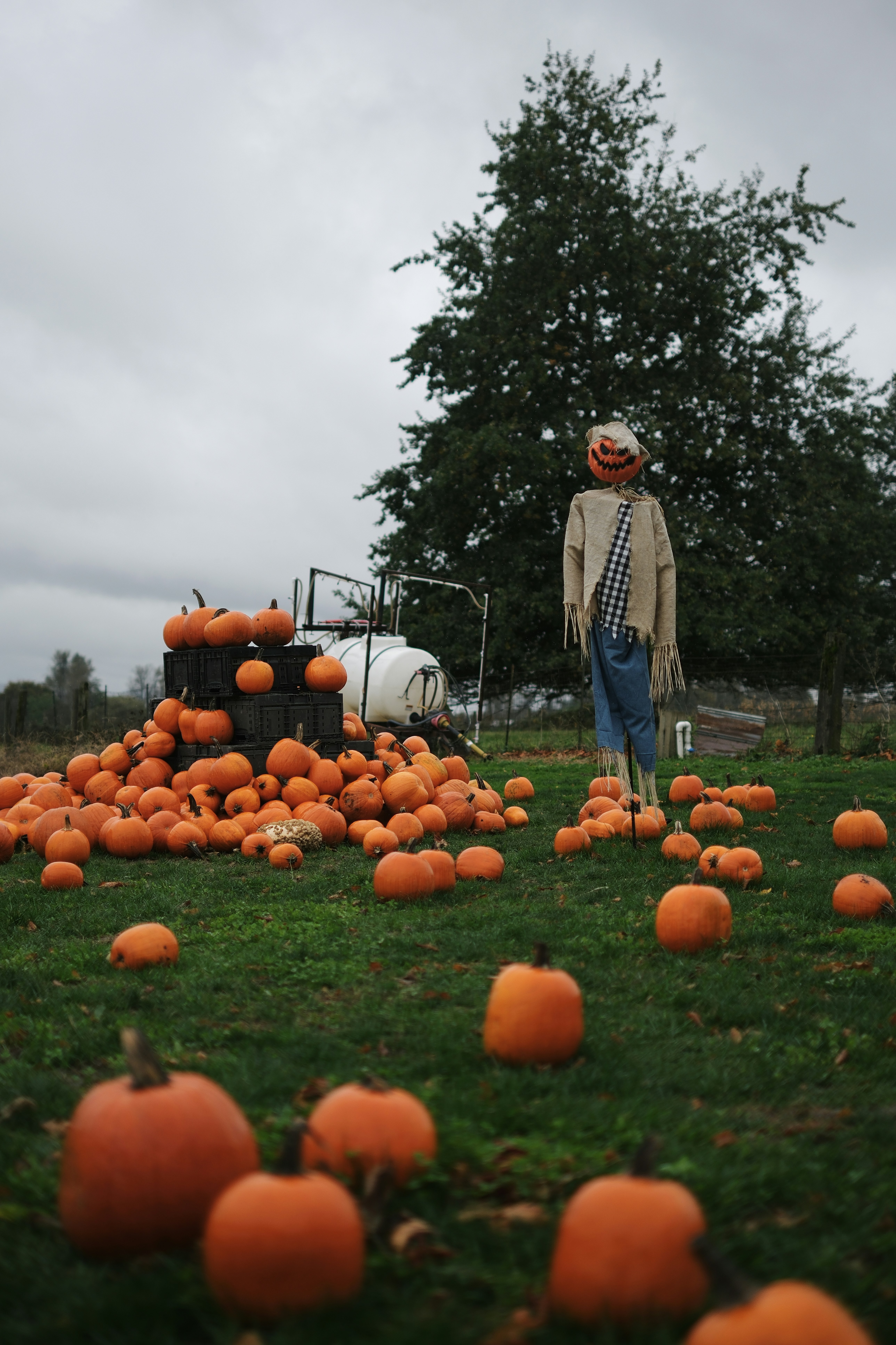 Harvest Whimsy: A Pumpkin Patch Encounter