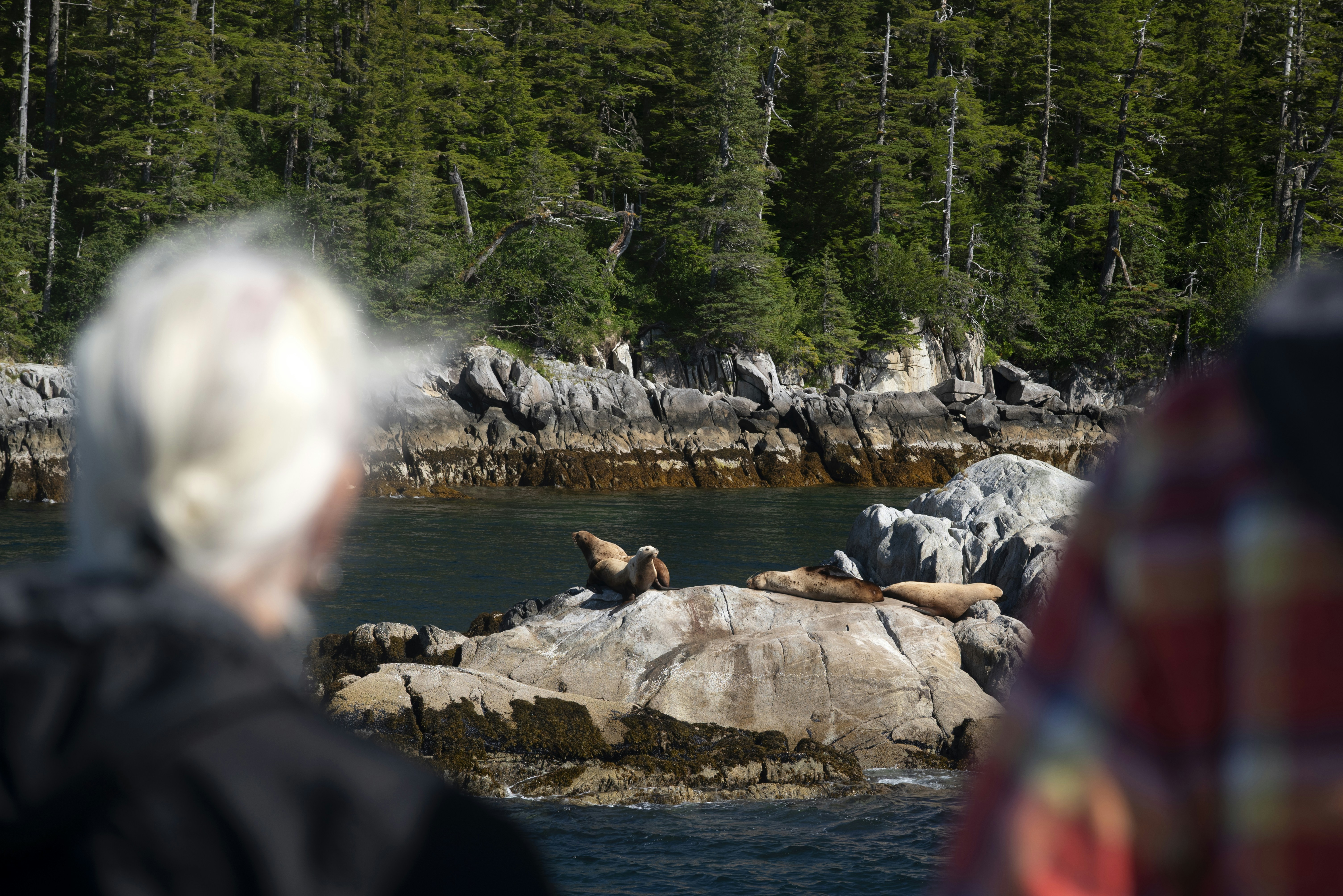 Granite Cove Seals: Quiet Rest Beneath Forested Cliffs