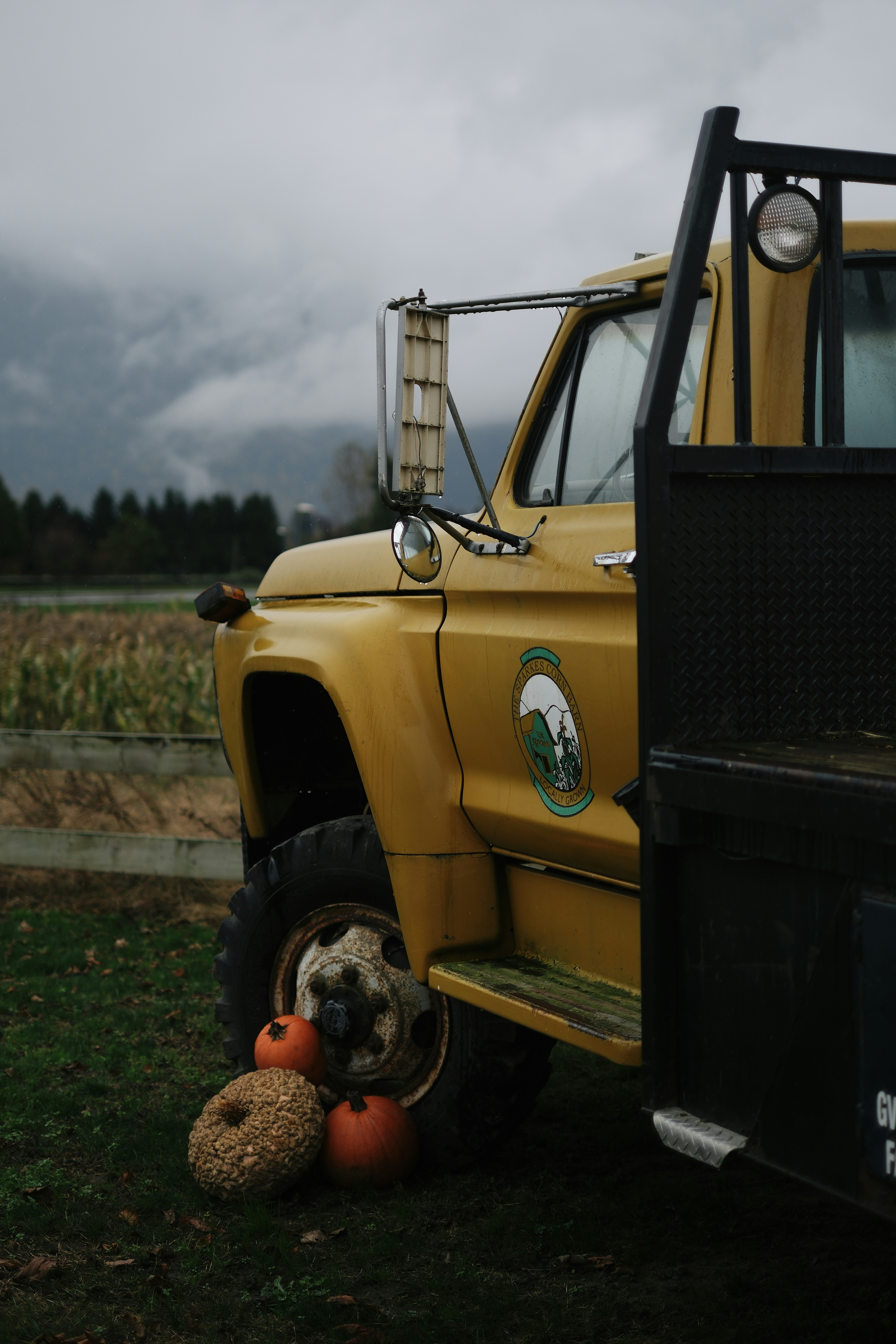 Harvest Hauler by the Fence: A Weathered Yellow Truck and Pumpkins