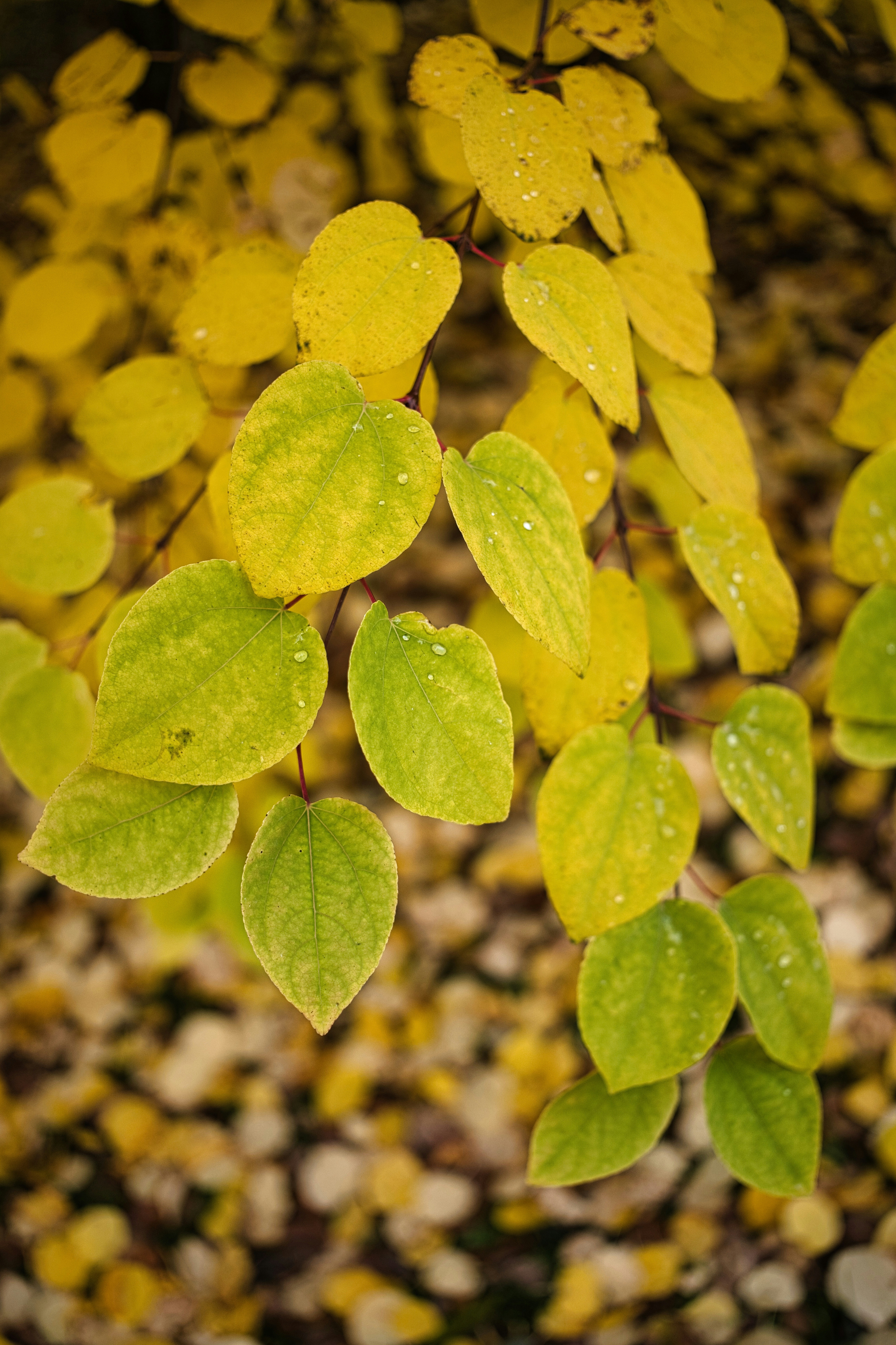 Whispers of Autumn: A Leafy Tapestry