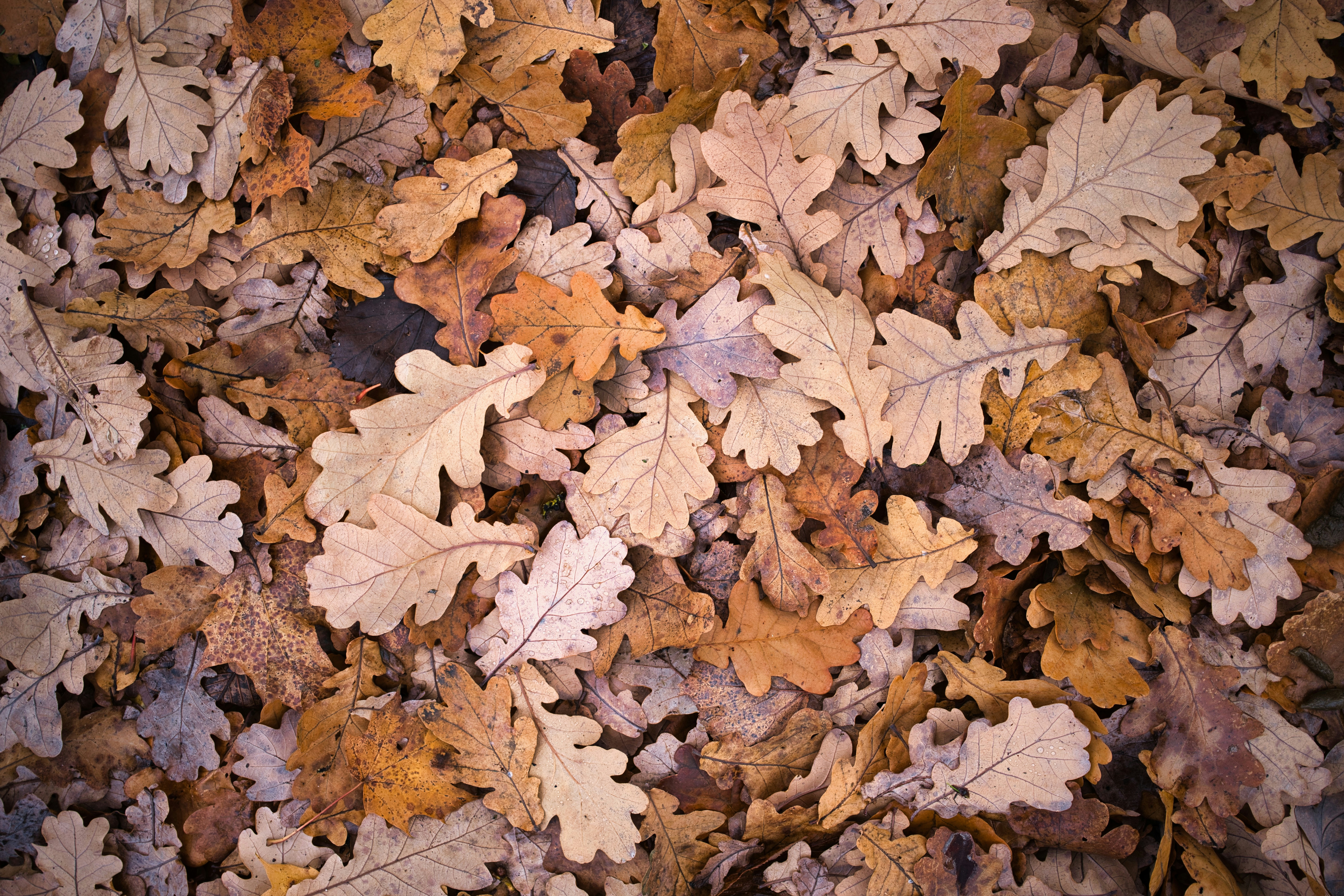 Autumn's Tapestry: A Grounded Mosaic of Oak Leaves