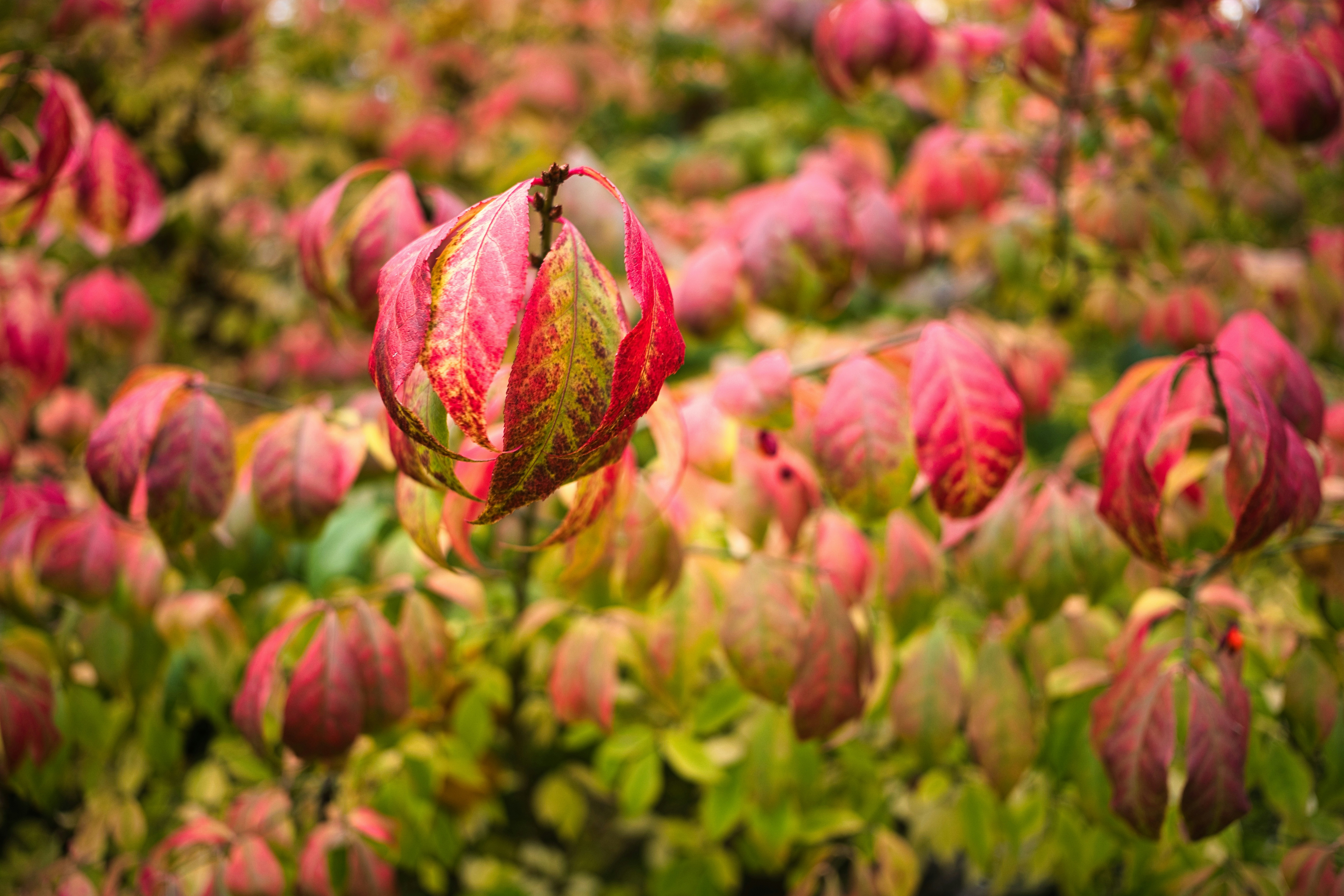 Whispers of Autumn: The Dance of Colorful Leaves