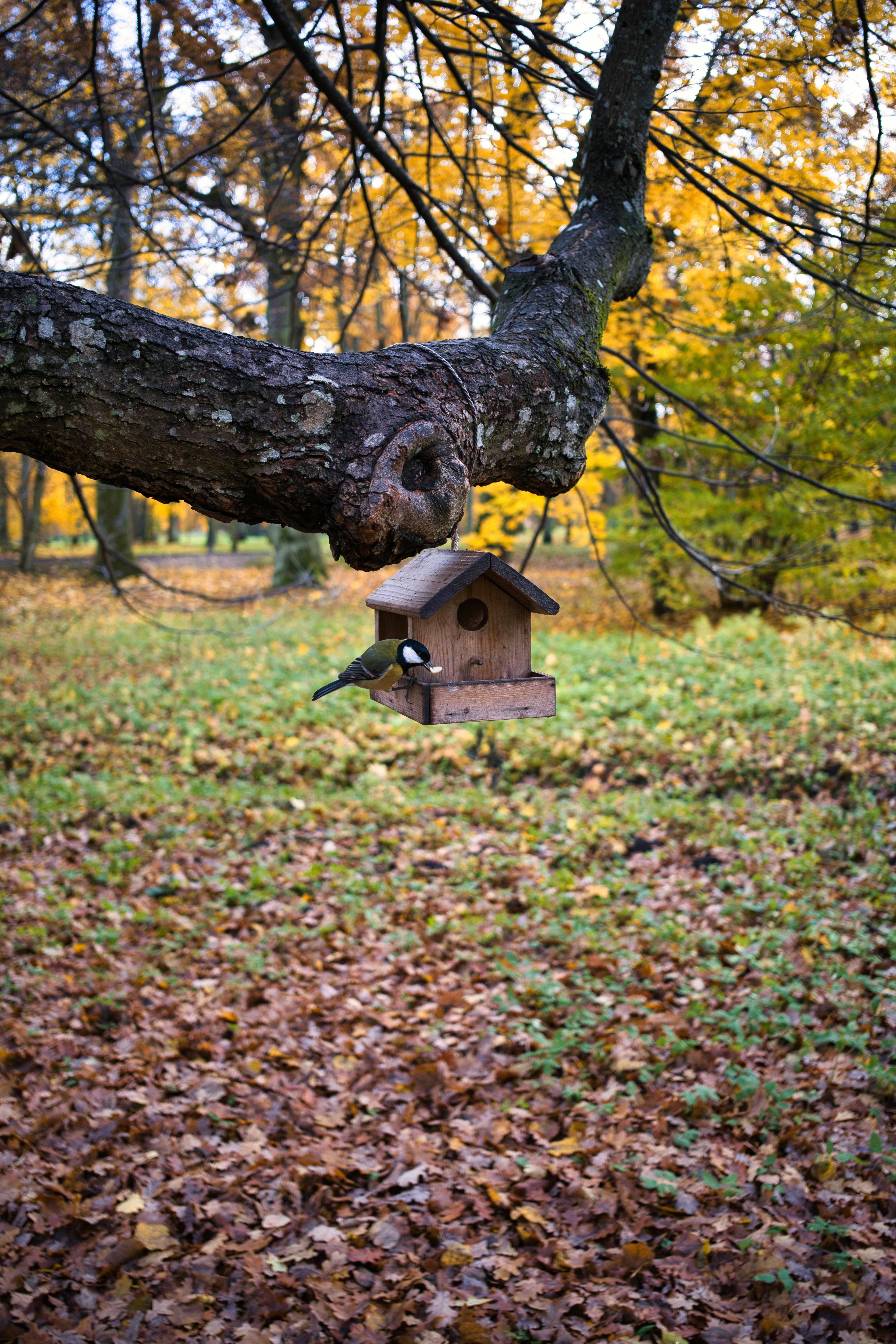 A Cozy Refuge Amidst Autumn's Embrace