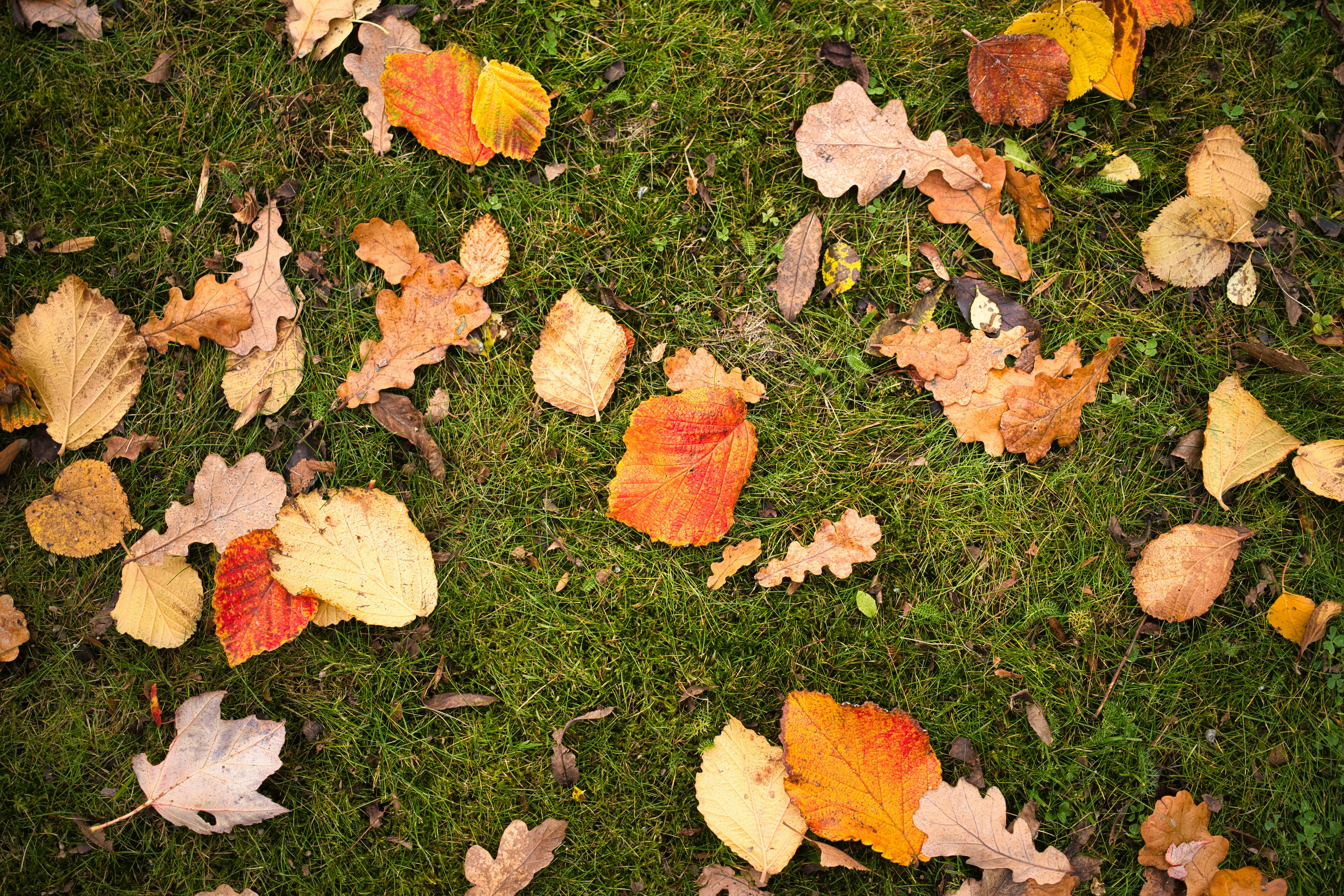 Autumn's Tapestry: A Grounded Canvas of Color