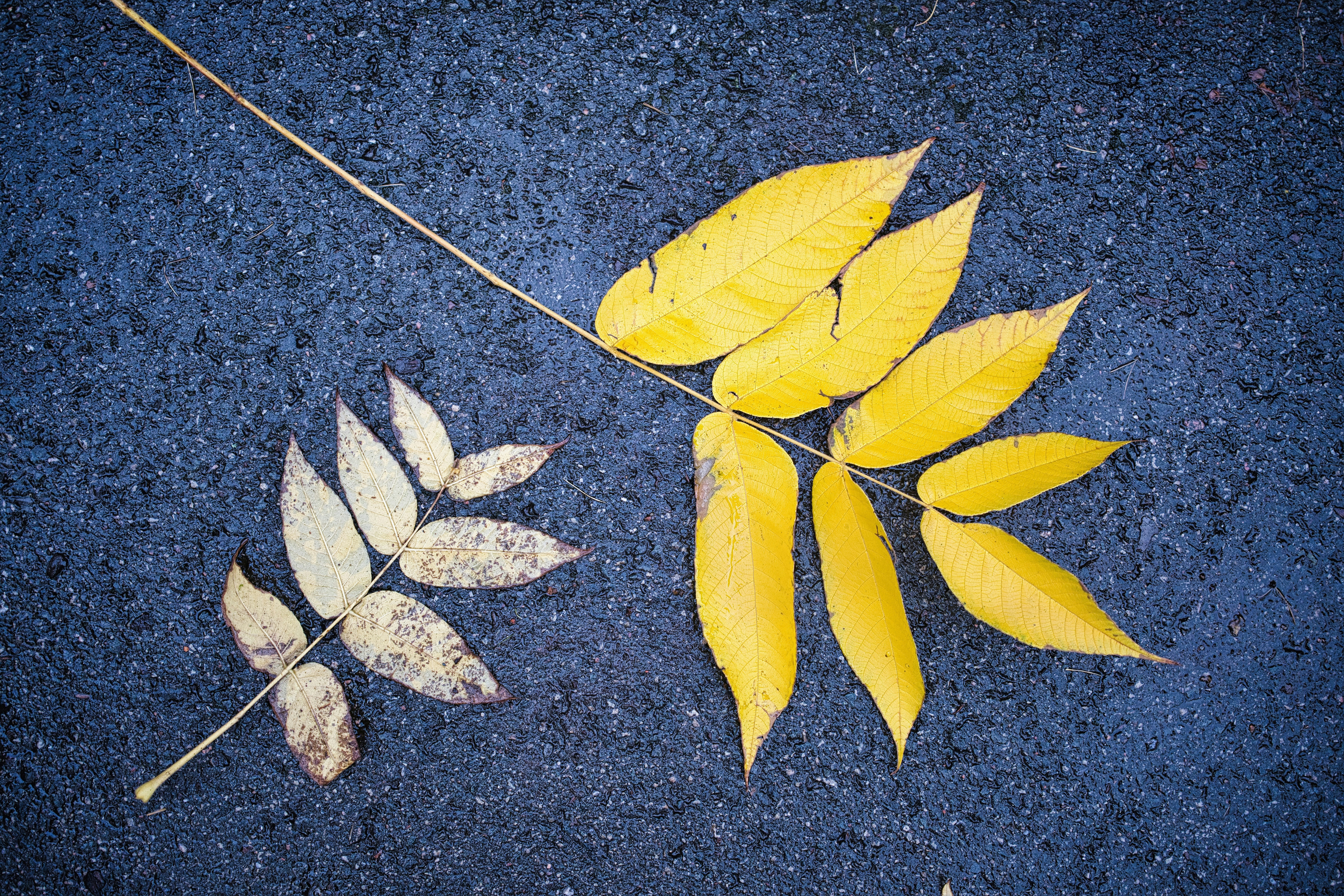 Nature's Palette: The Dance of Autumn Leaves