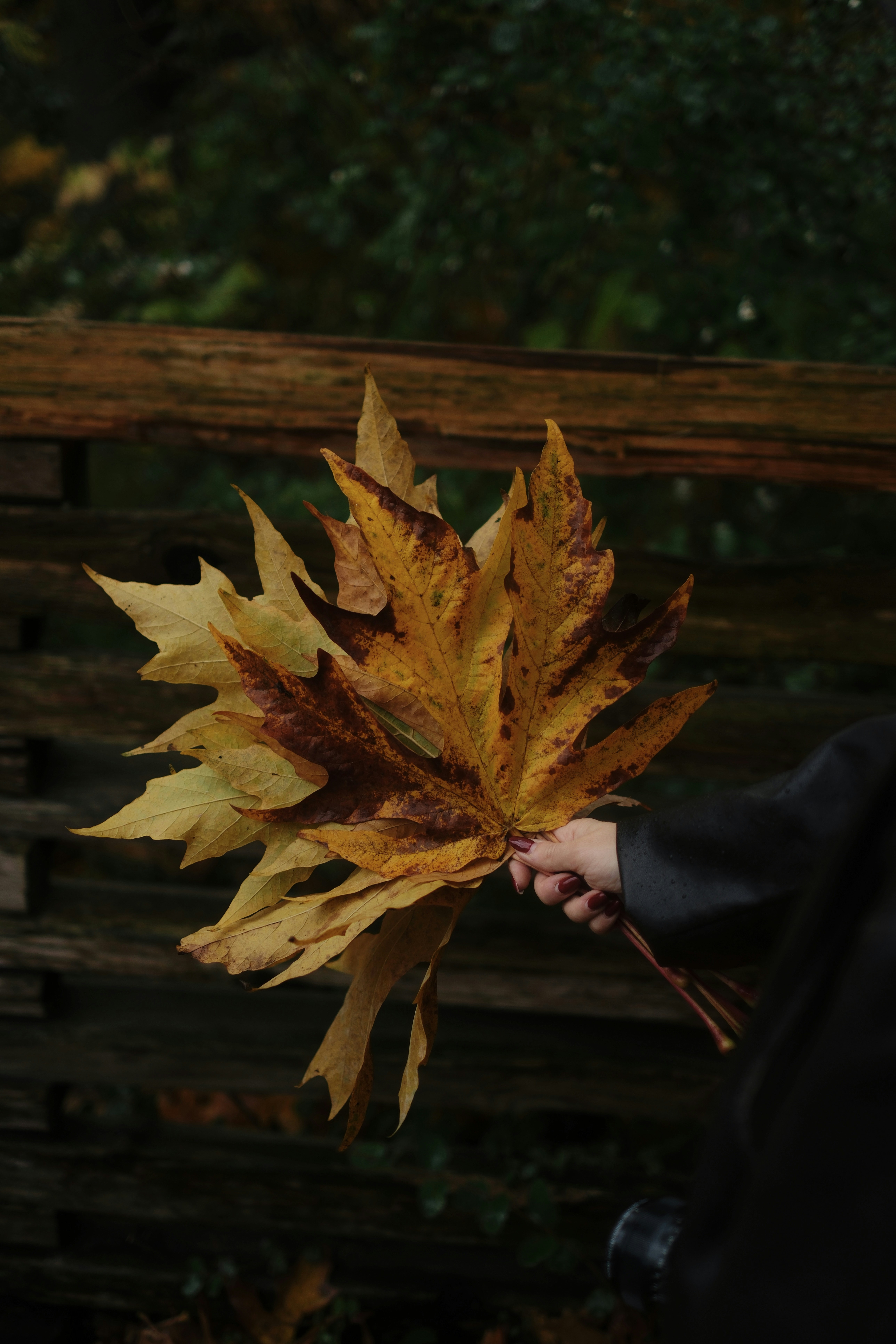 Autumn's Embrace: A Leafy Gesture
