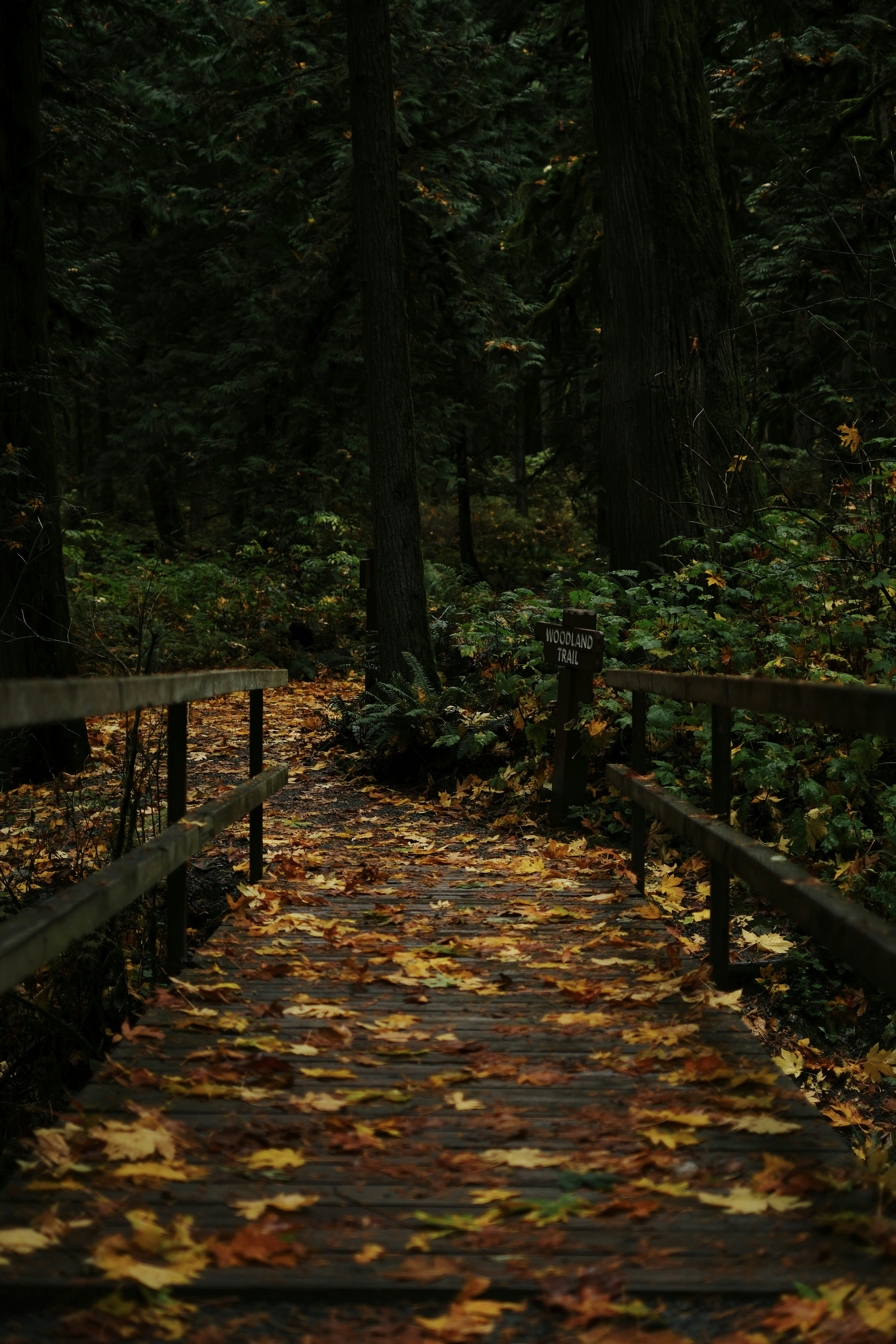 Whispers of Autumn on the Woodland Trail