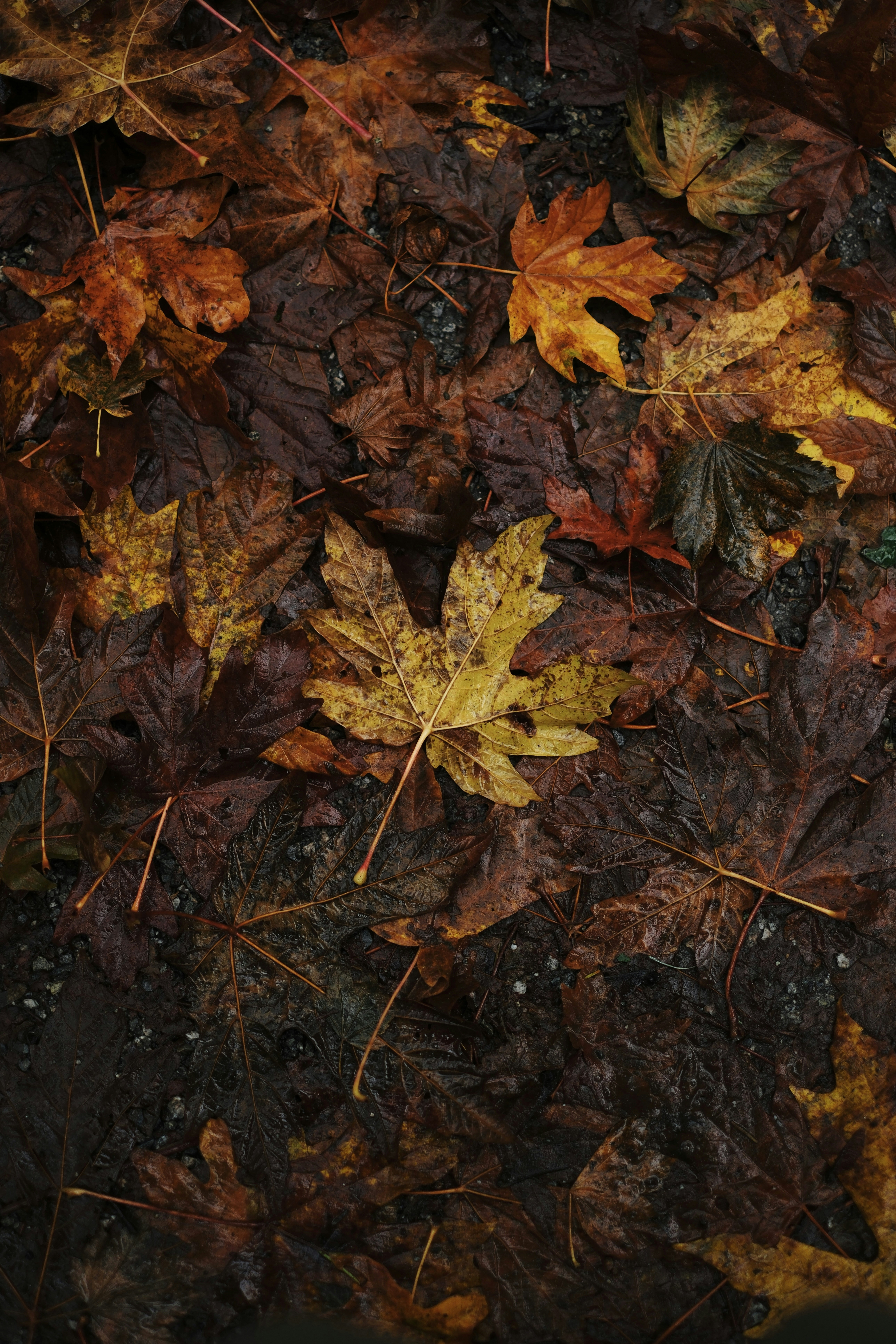 Instagram - @kaprion | A pile of wet autumn leaves on the ground.