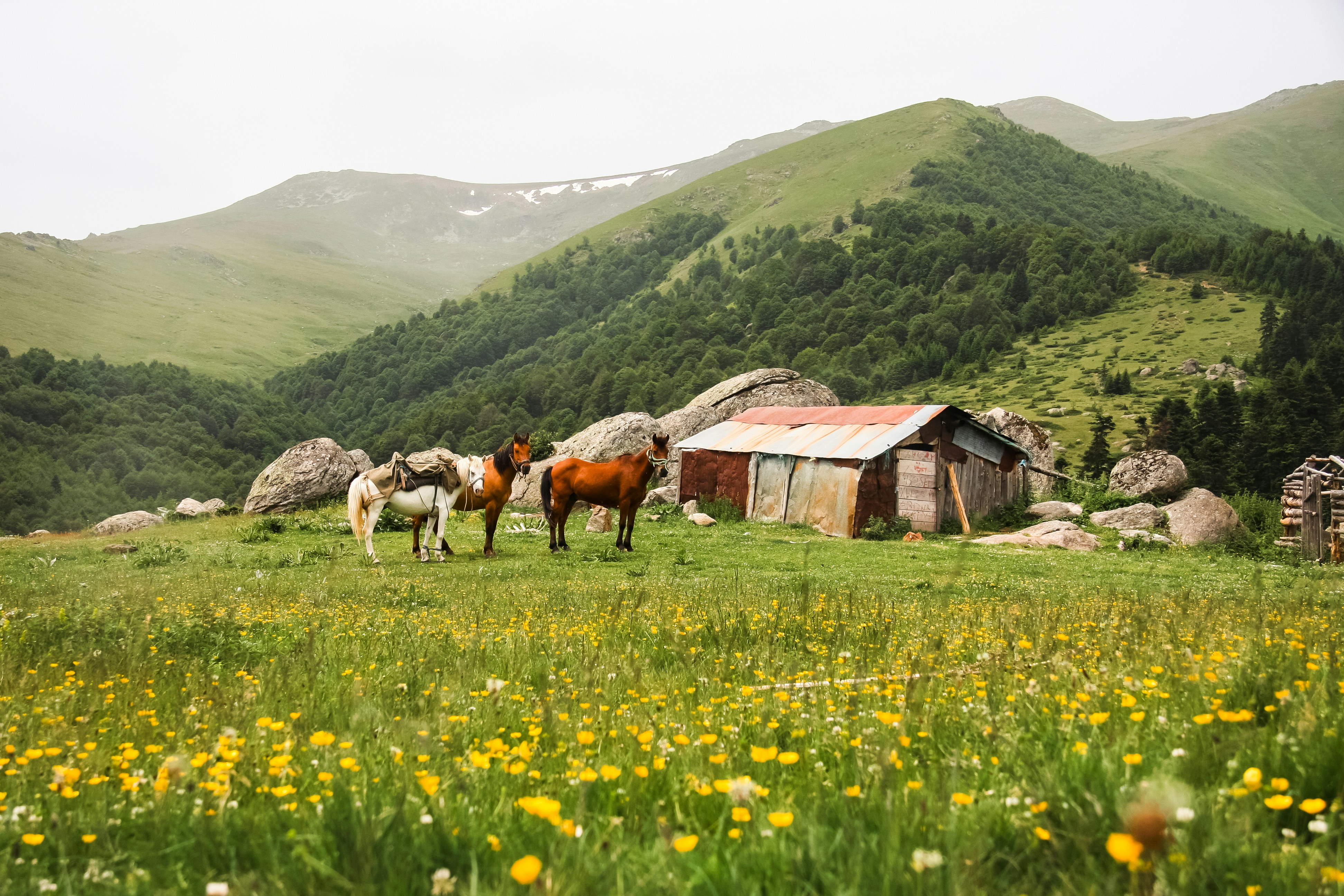Serenity Amongst the Highlands