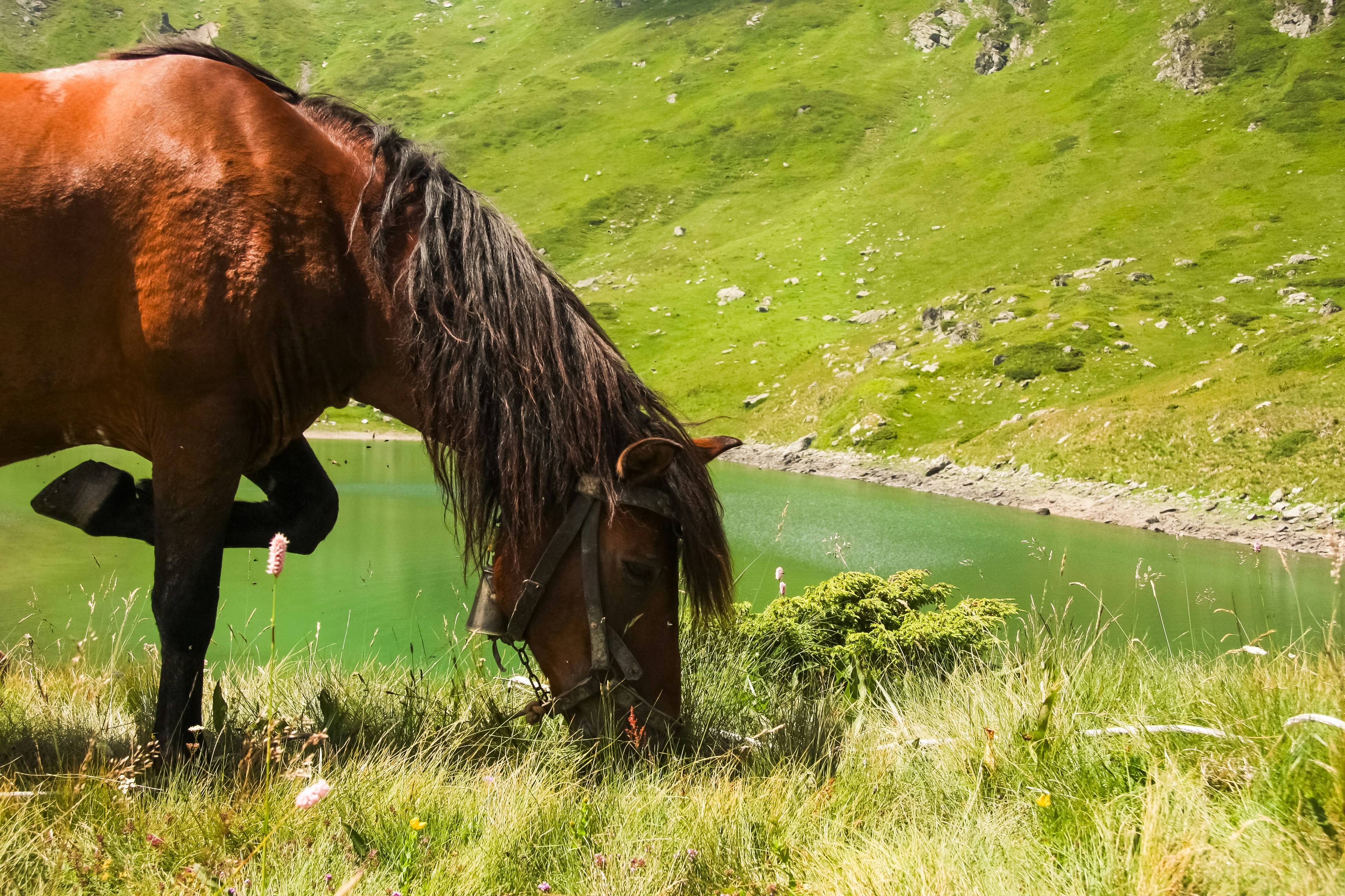 Serenity by the Waterside: A Grazing Moment