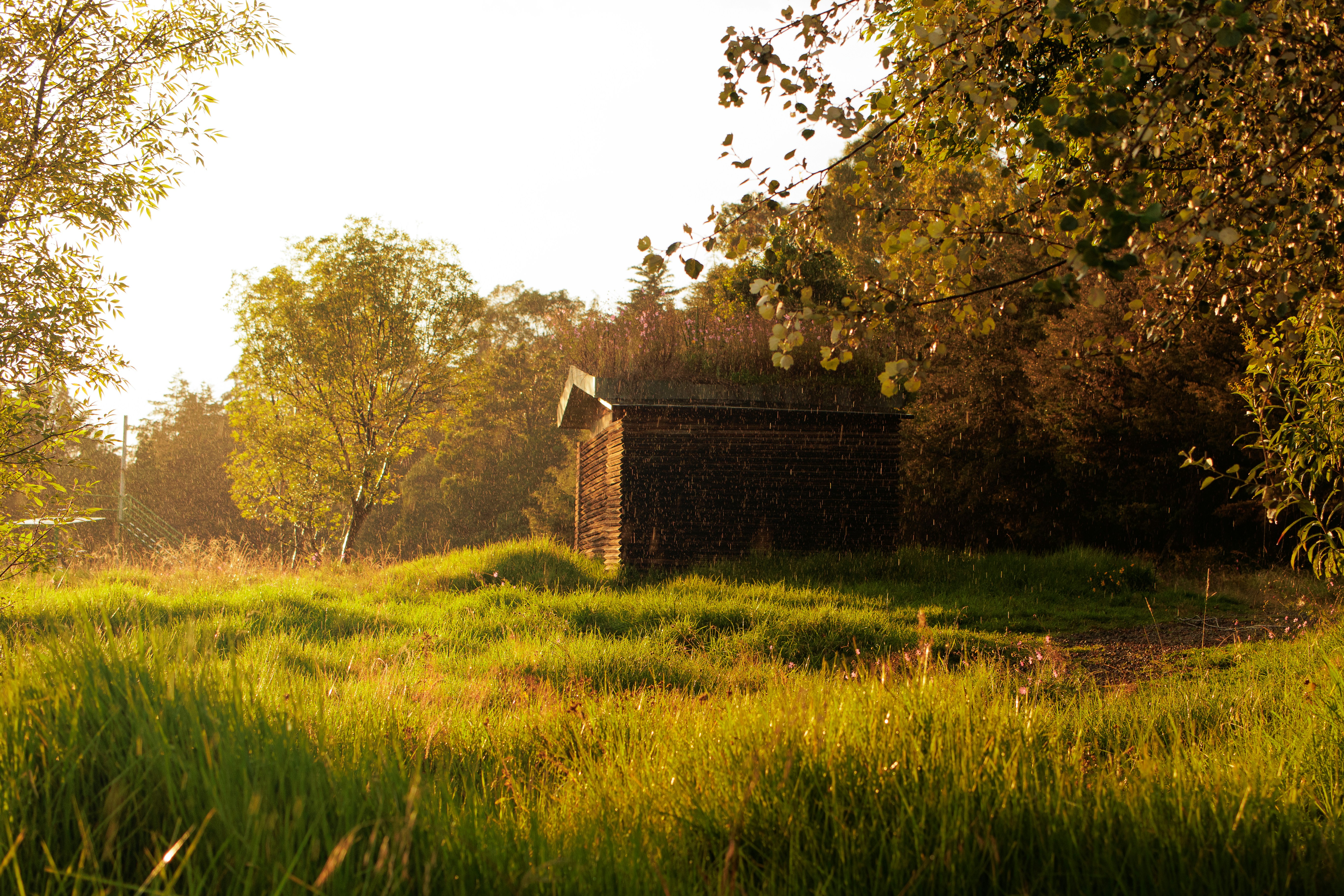 A rustic cabin nestled amidst lush greenery, illuminated by warm sunlight filtering through the trees. The scene evokes a serene connection with nature.