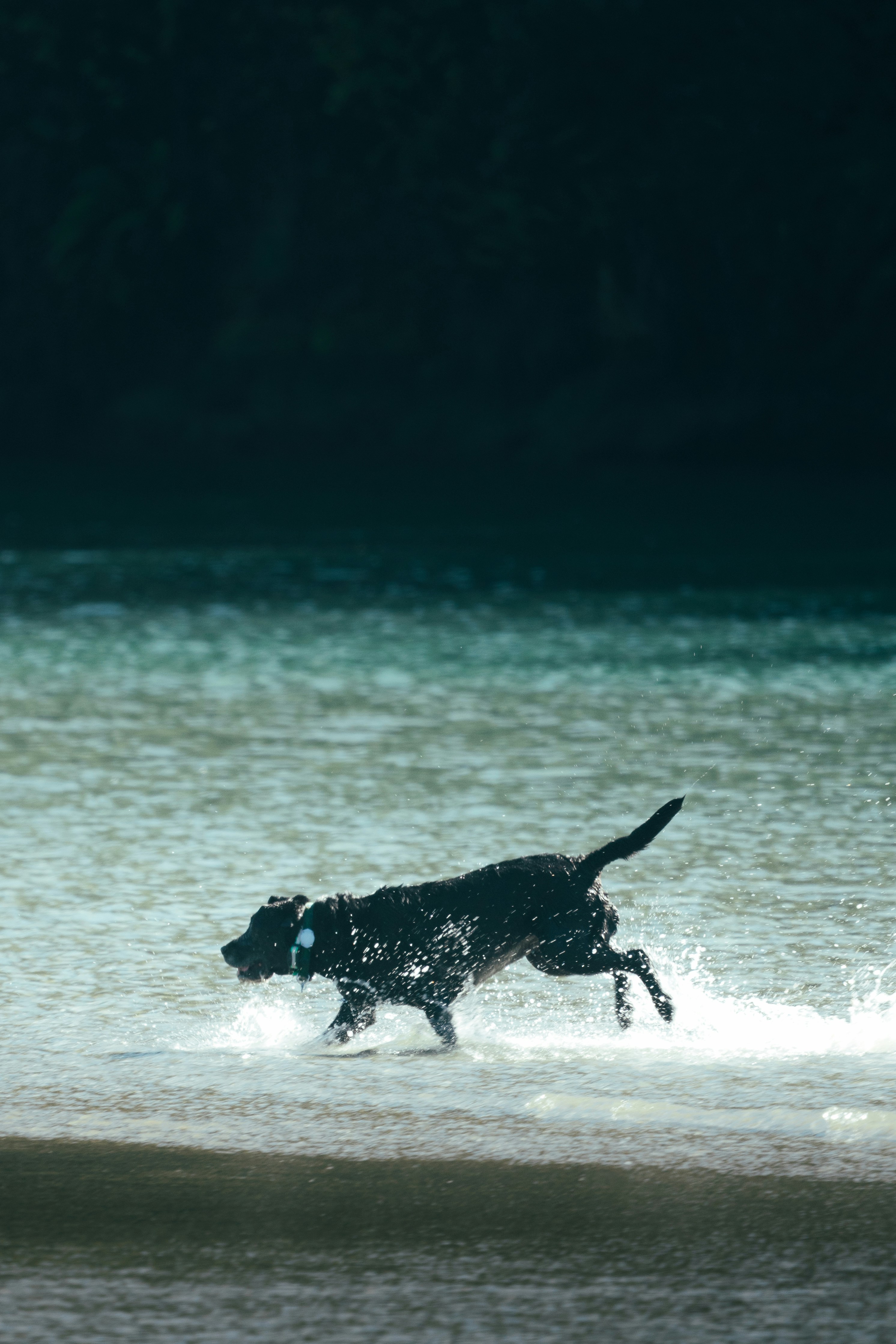 Joyful Splash: A Canine's Water Dance