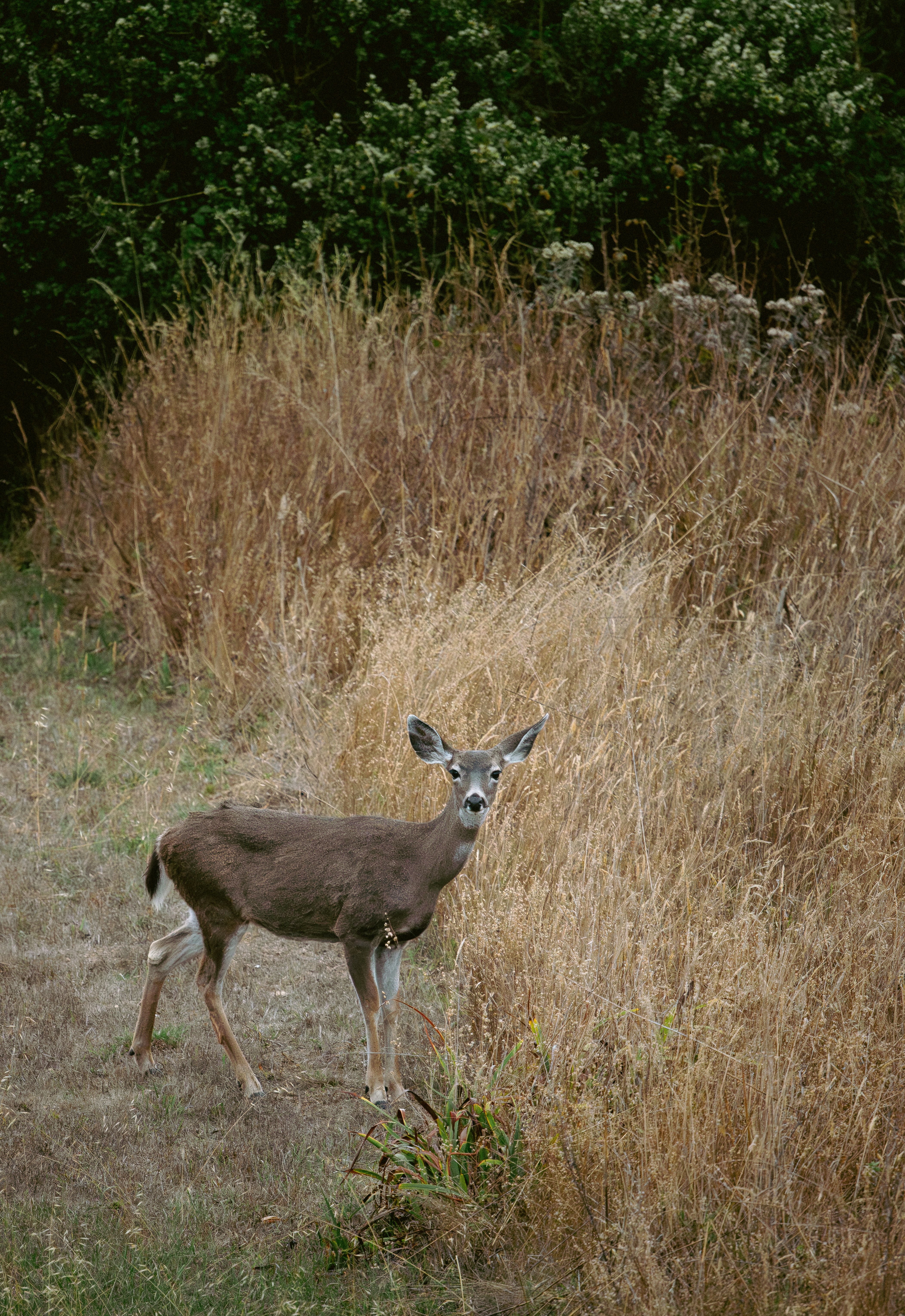 A deer stands in a field of dry grass.