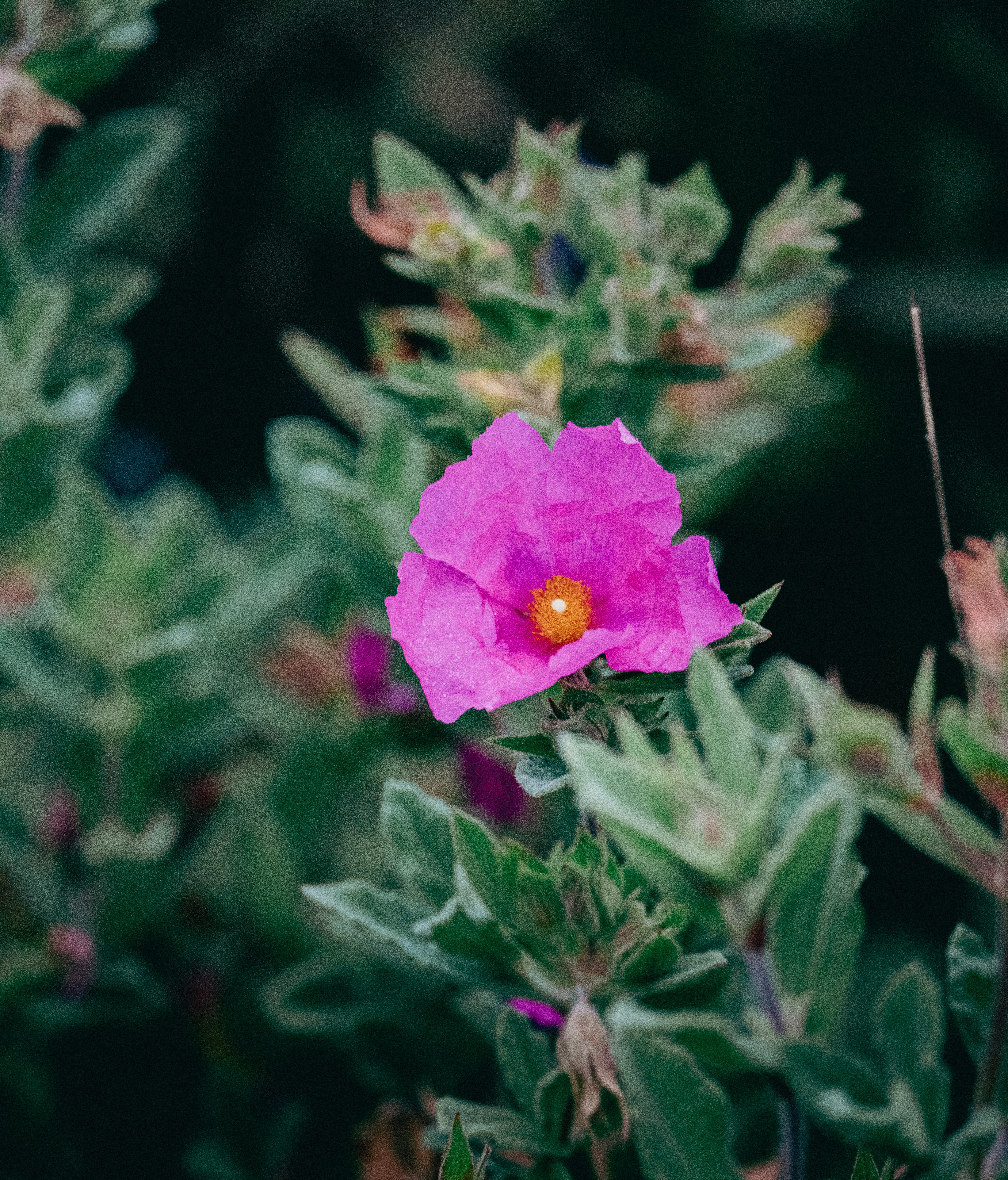 Vibrant Bloom Amidst Greenery