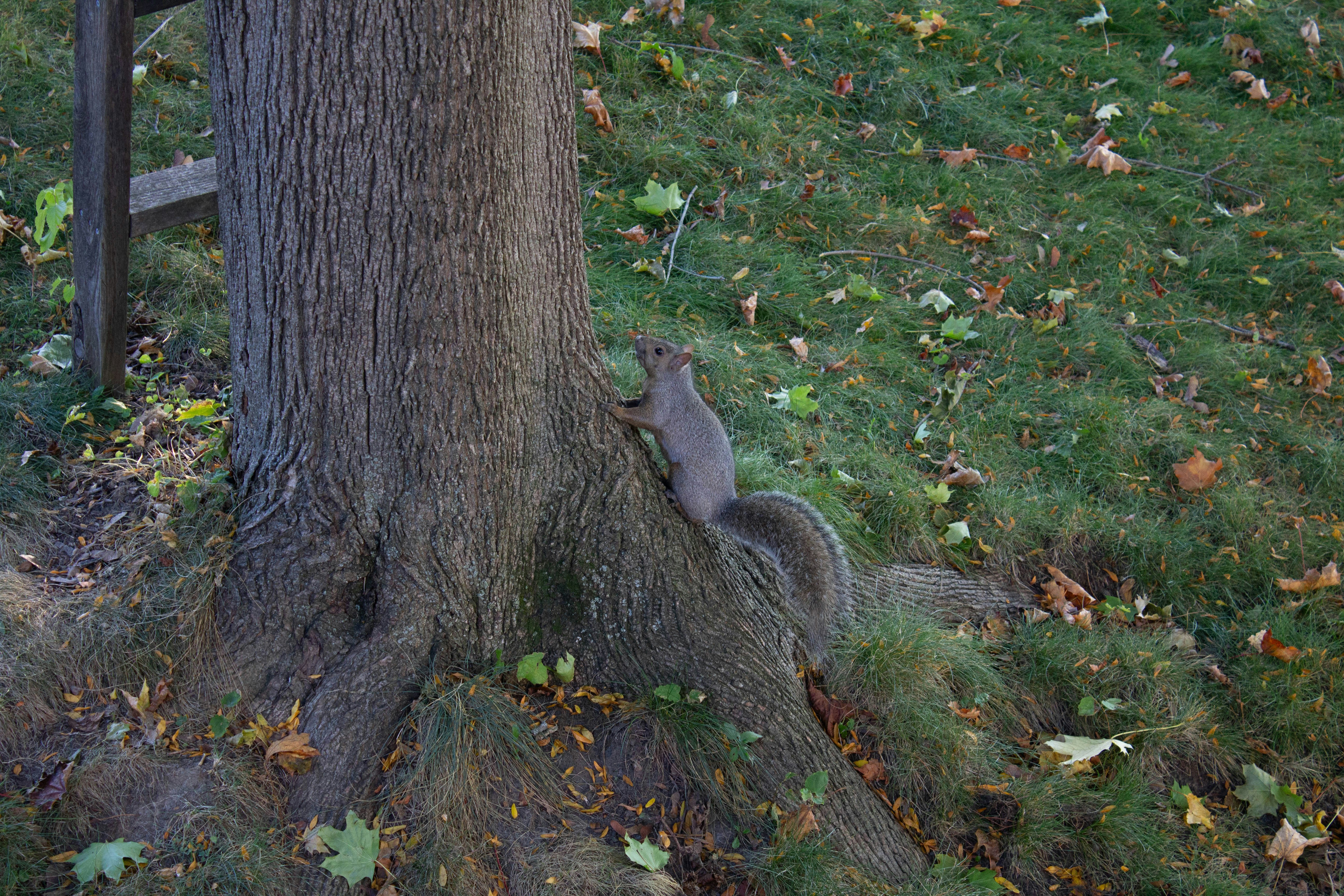Nature's Climber: A Squirrel's Ascent