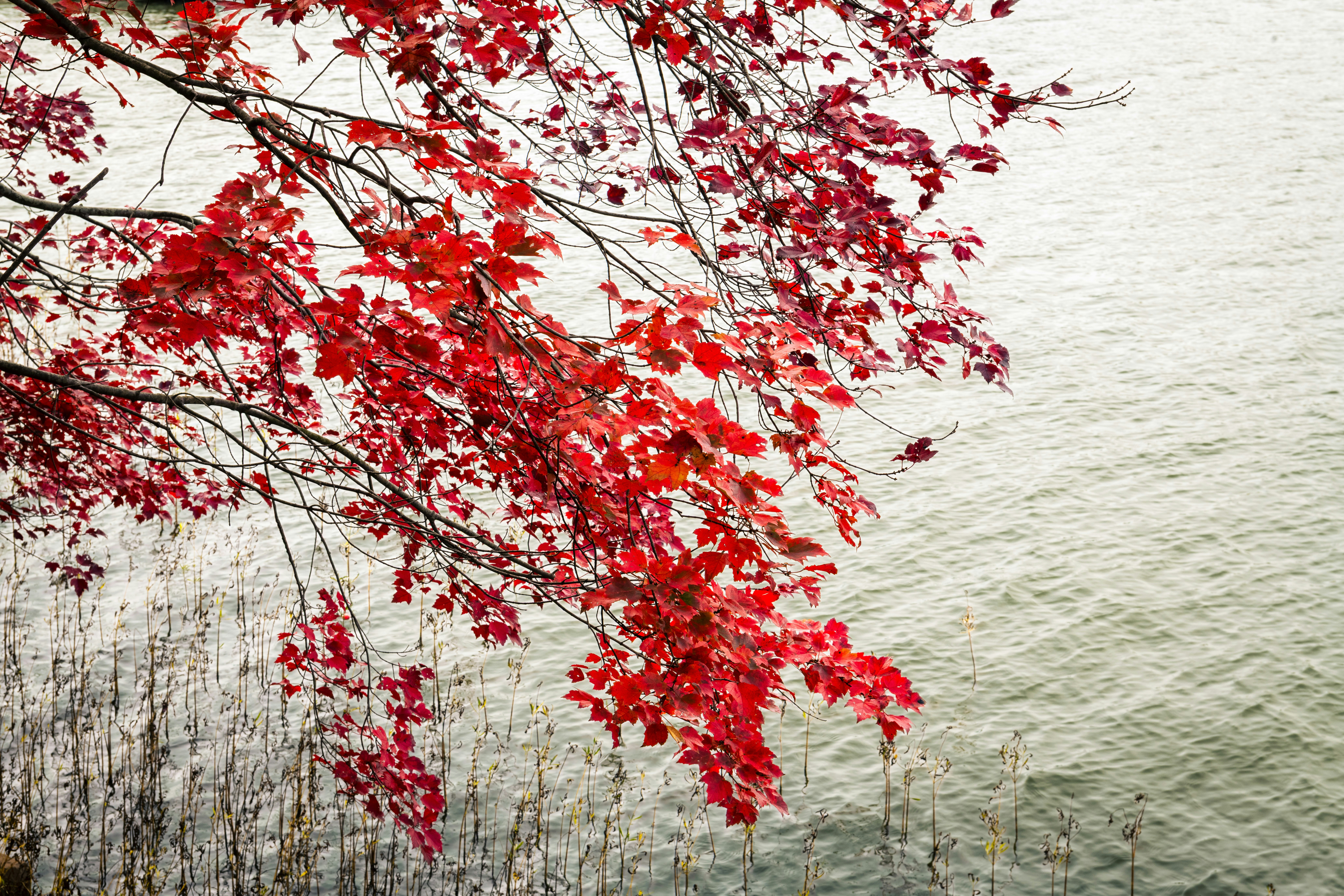 Red autumn leaves frame a calm body of water.